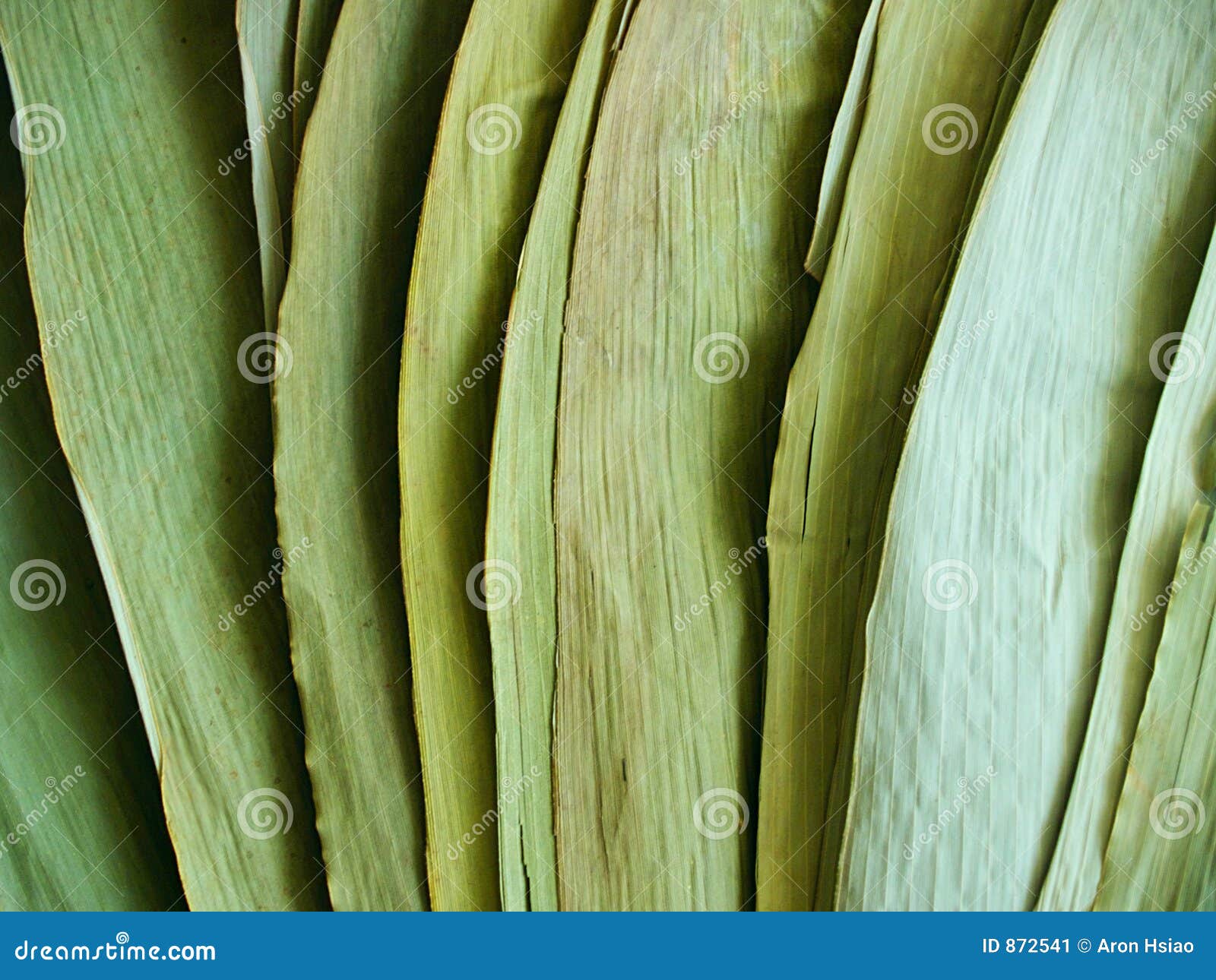Dried Green Bamboo Leaves in Light and Shadow Stock Image - Image of ...