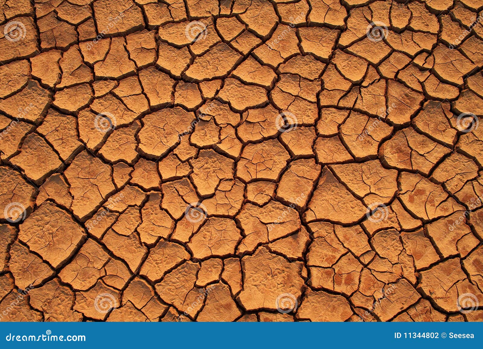 Dried ground texture stock photo. Image of brown, abstract - 11344802