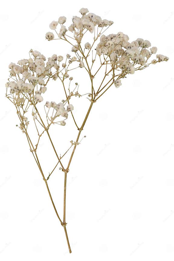 Dried gypsy flower stock image. Image of floral, spring - 358028123