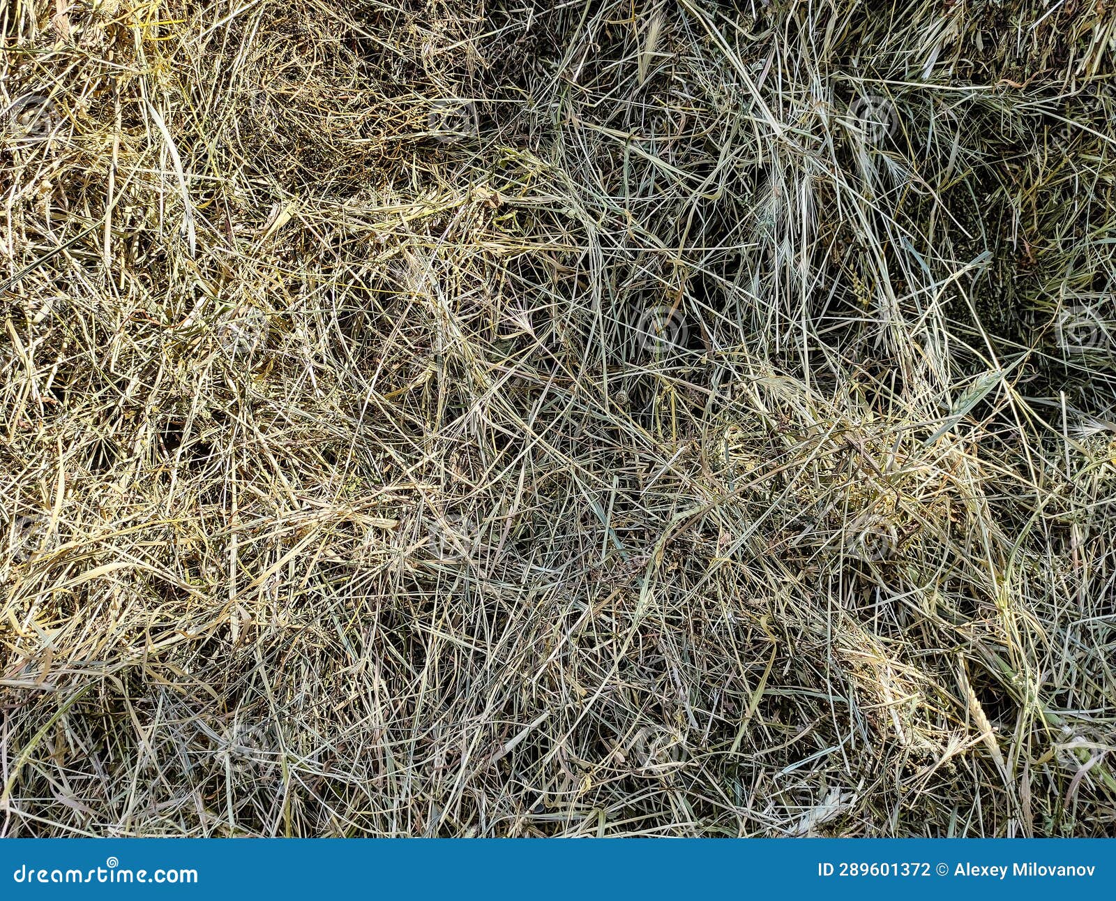 Dried Hay the Background, Texture Stock Photo - Image of farmland, bale ...
