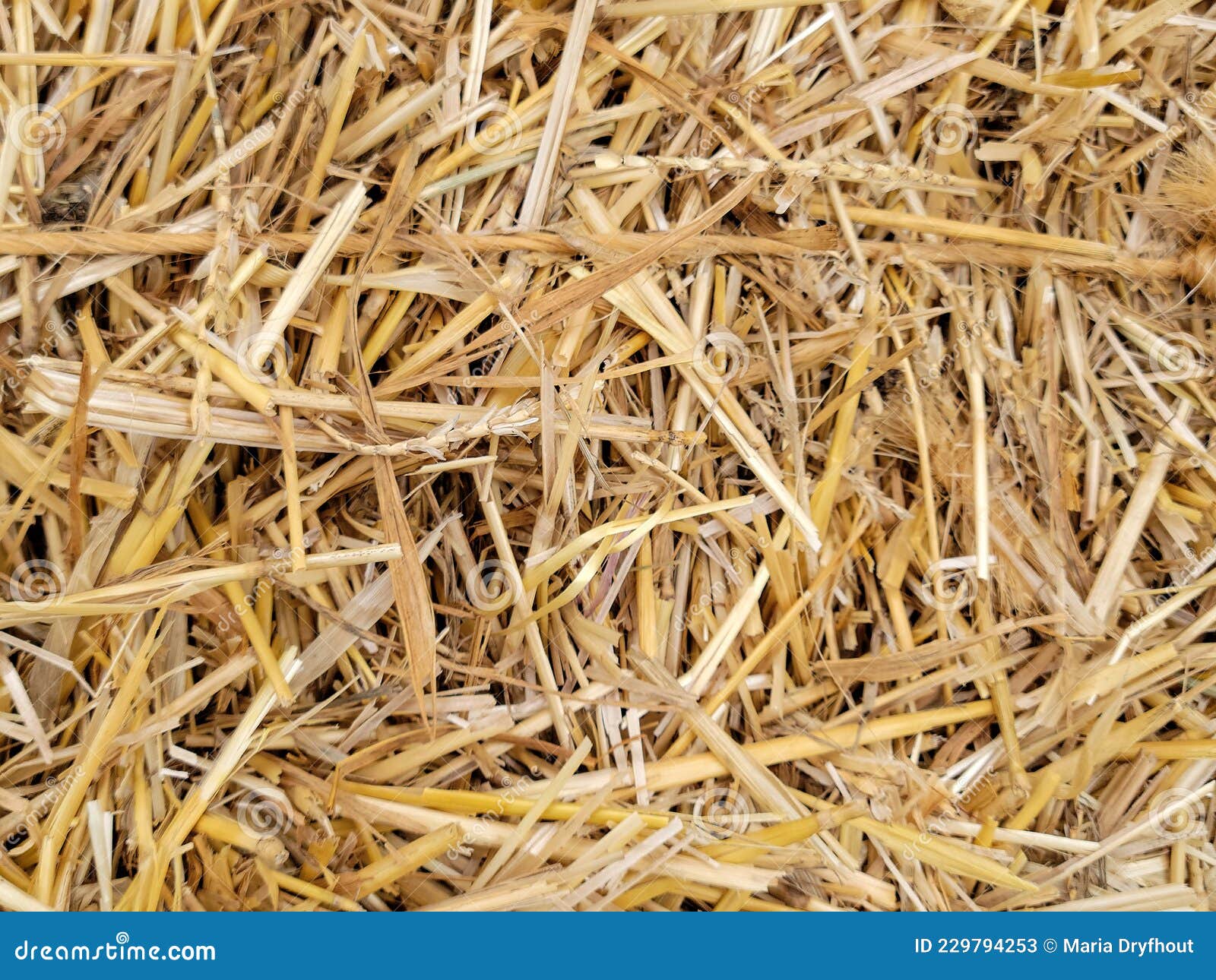 Dried Hay in Hay Bale stock image. Image of bale, texture - 229794253