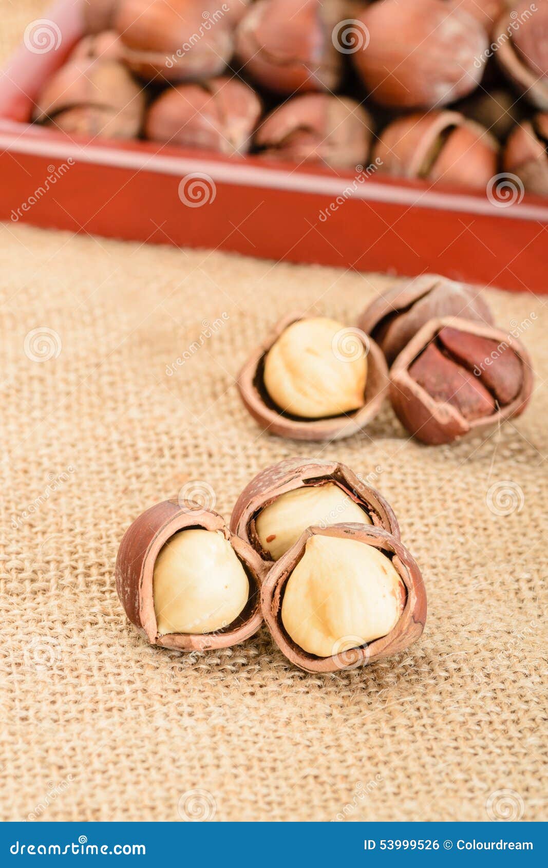 Dried hazelnut stock photo. Image of shell, peeled, cobnut - 53999526