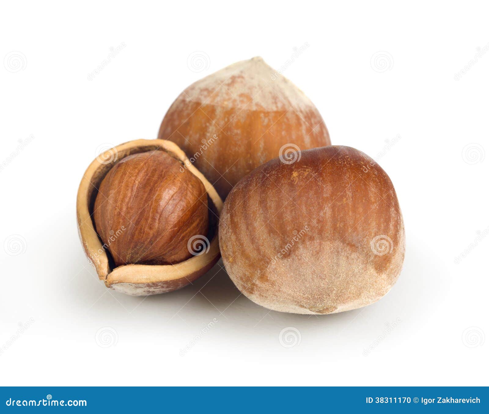 Dried hazelnuts isolated stock photo. Image of isolated - 38311170