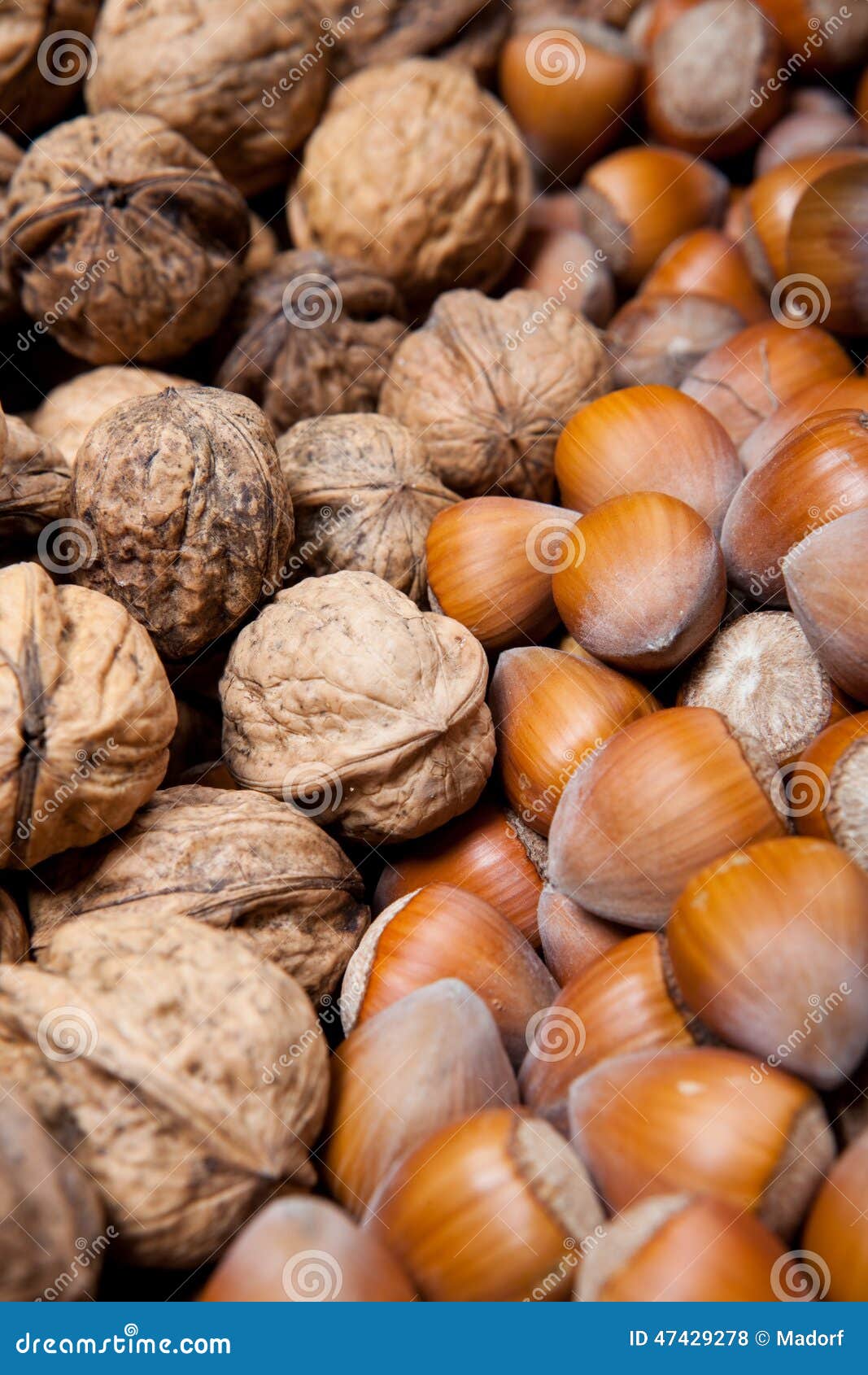 Dried Hazelnuts and Walnuts Stock Photo - Image of edible, pile: 47429278