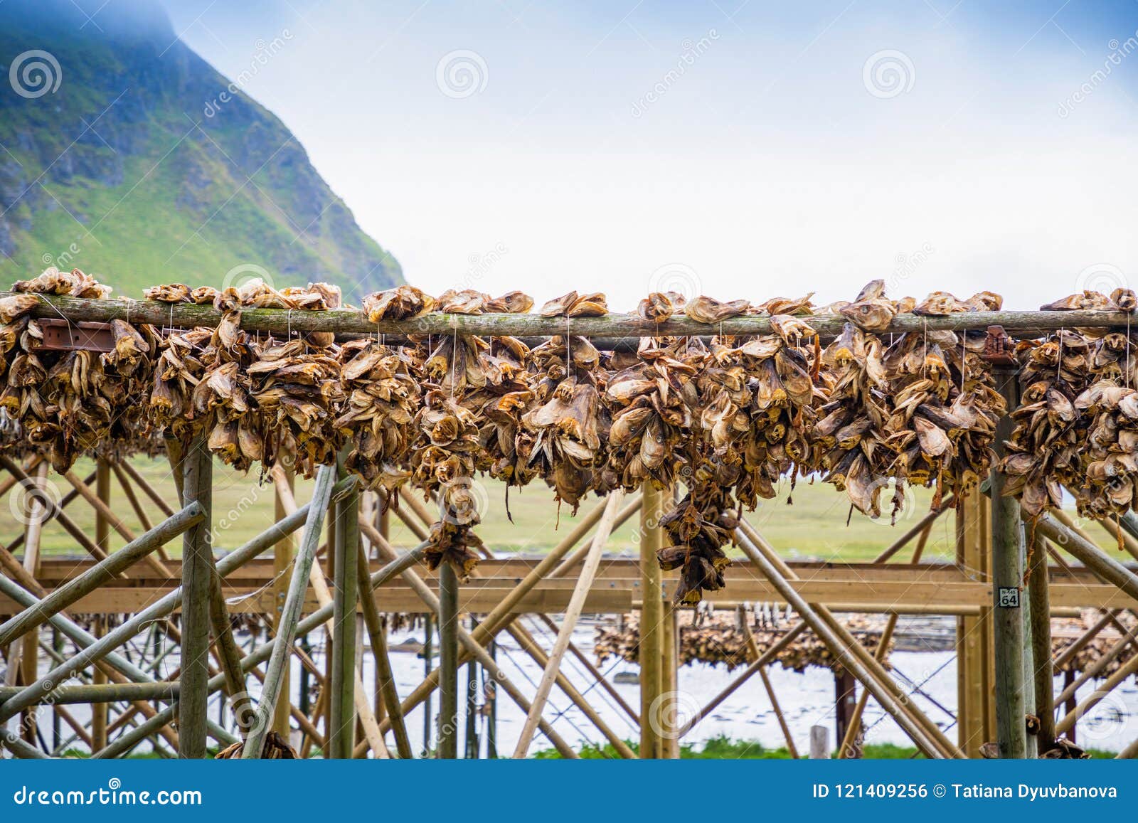 Dried Head of Cod Fish in Lofoten, Norway Editorial Photo - Image of ...