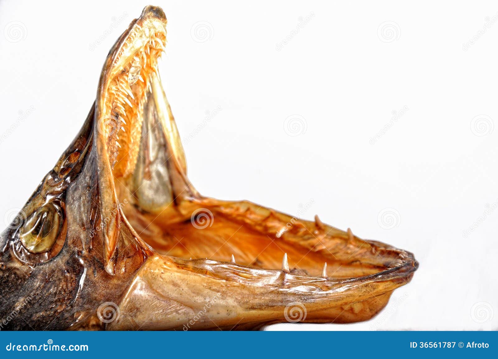The Head And Jaws Full Of Teeth Of A Nile Crocodile Crocodylus ...