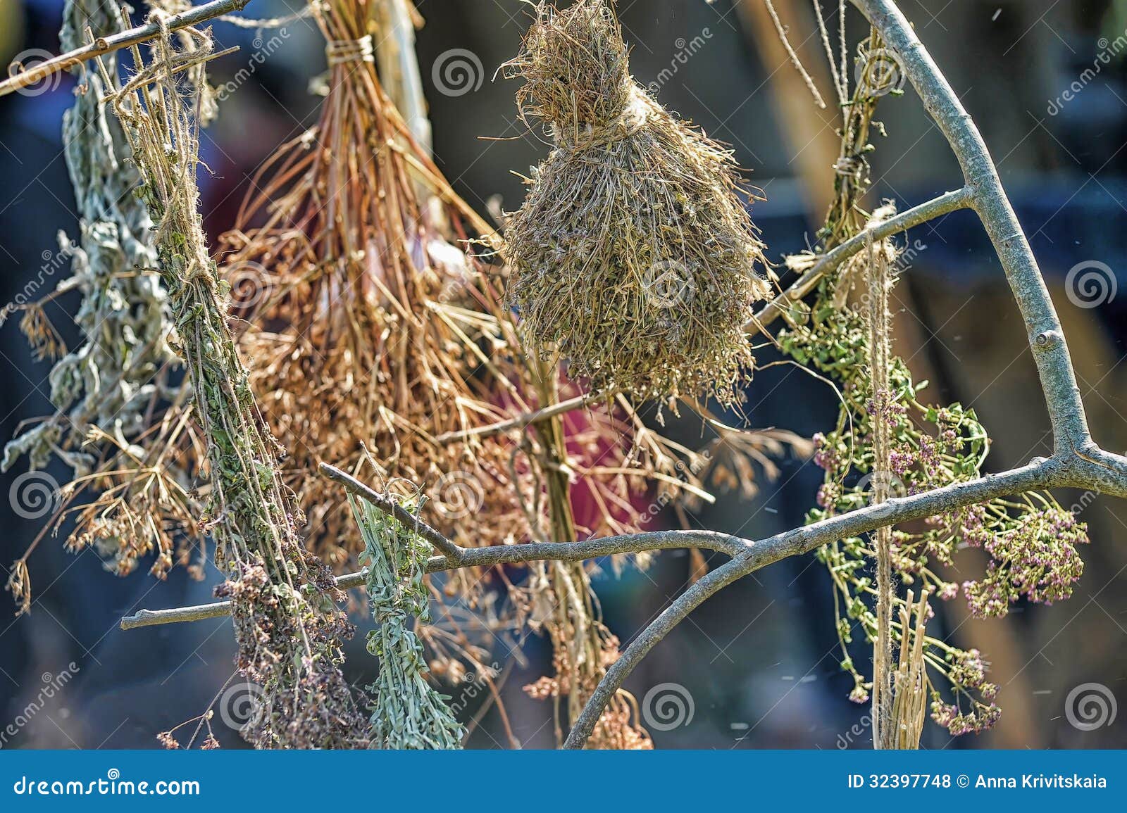 Dried herb bundle stock photo. Image of herbal, doctor - 32397748