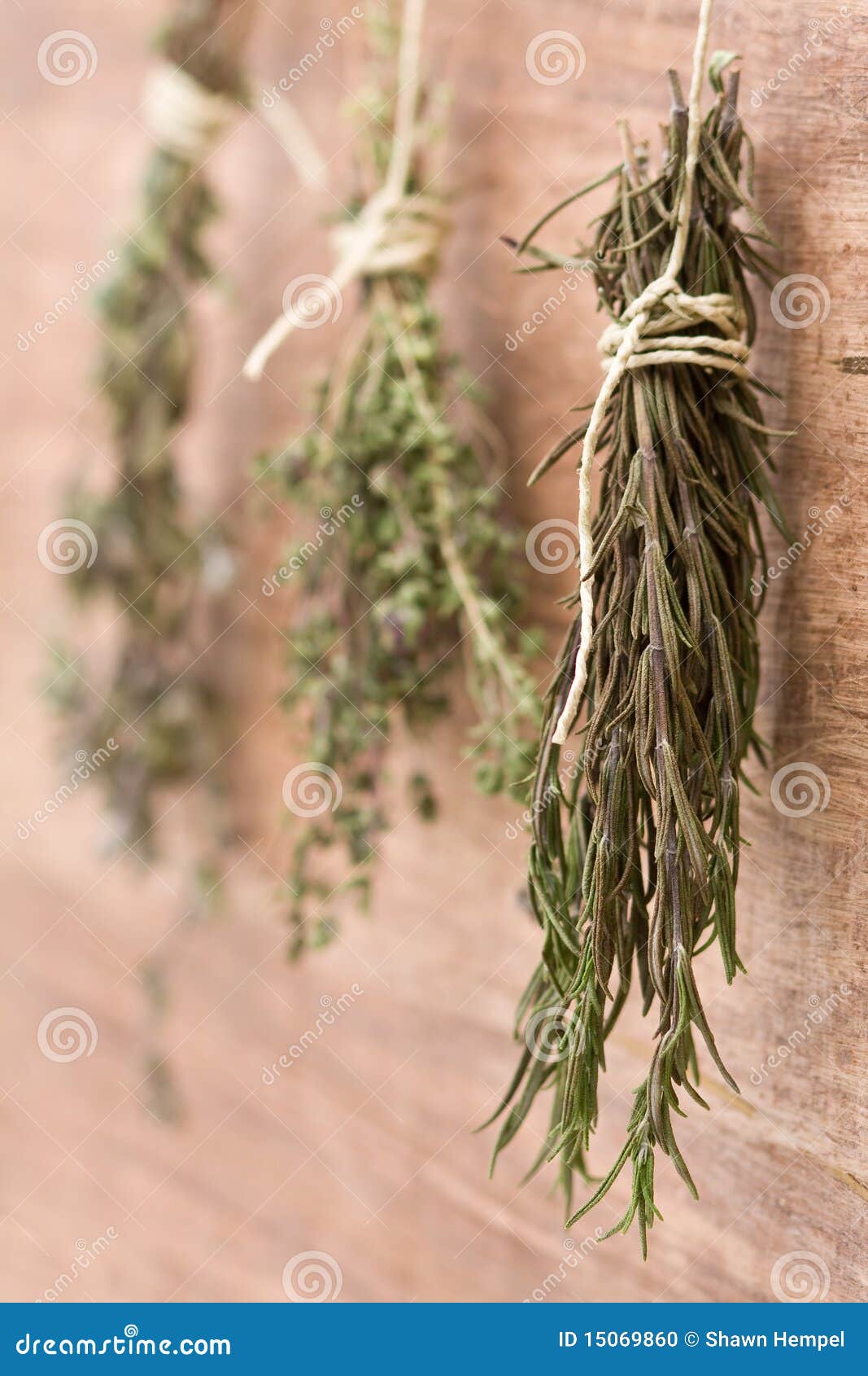 Dried herbs stock photo. Image of seasoning, ribbon, pile - 15069860
