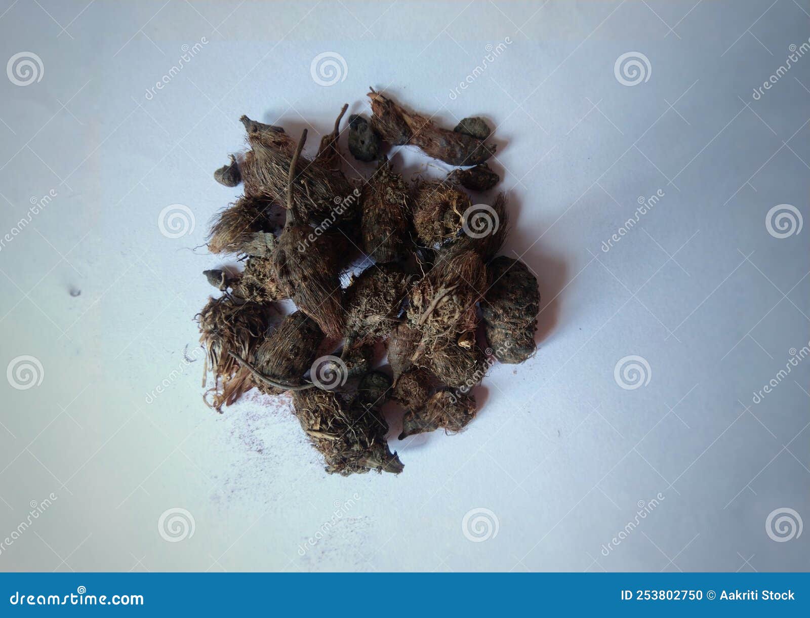 Dried Herbs Nut Grass (Cyperus Rotundus) Stock Photo - Image of ayurved ...