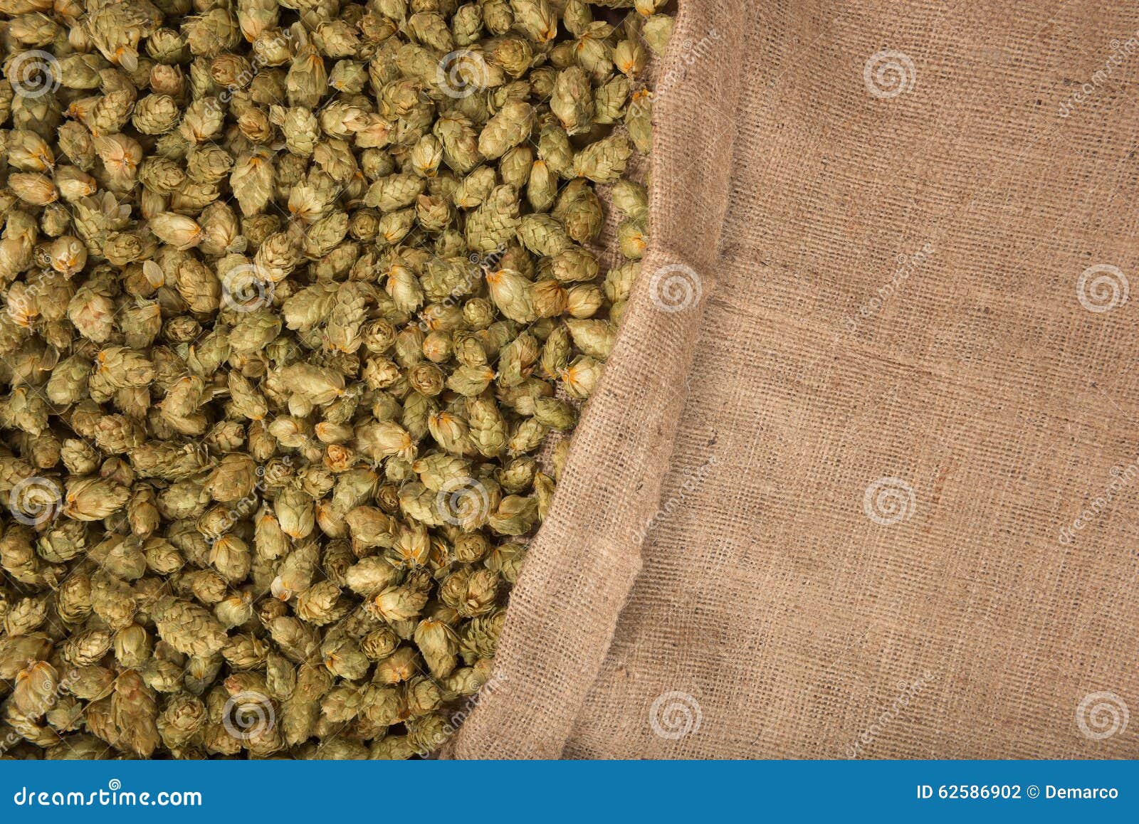 Dried hops stock photo. Image of background, brewery - 62586902