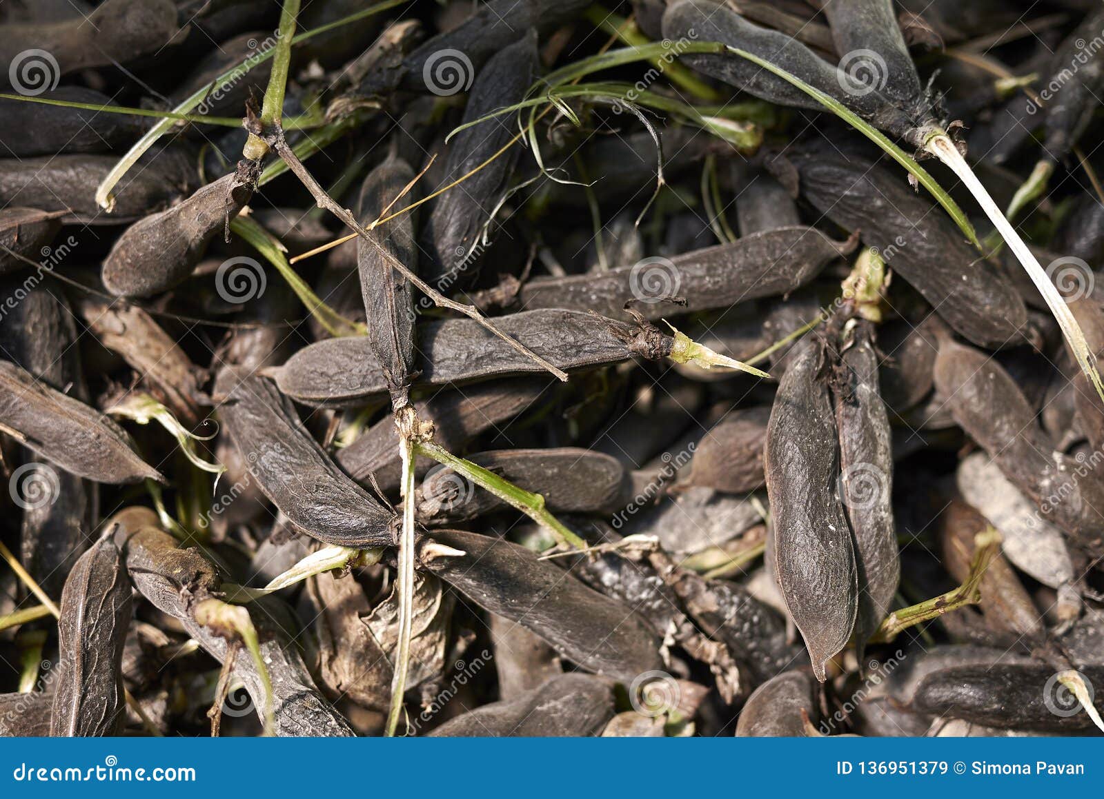 Dried horse bean close up stock image. Image of english - 136951379