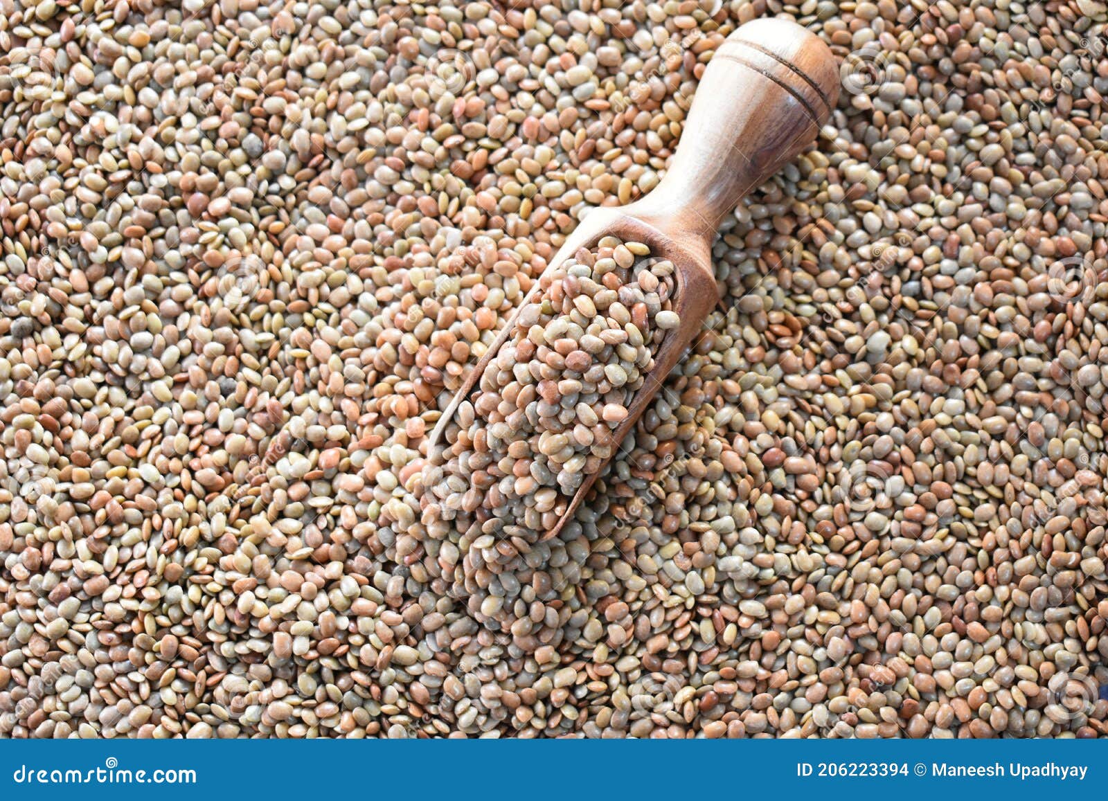 Dried Horse gram stock photo. Image of brown, cereal - 206223394