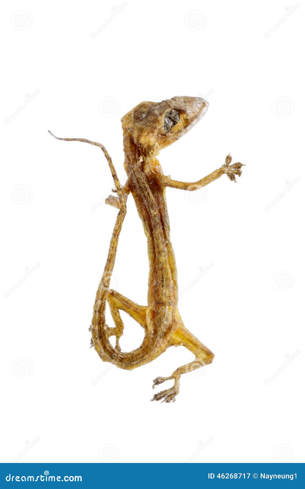 Dried House Lizard - Gecko Isolated on White . Stock Image - Image of ...
