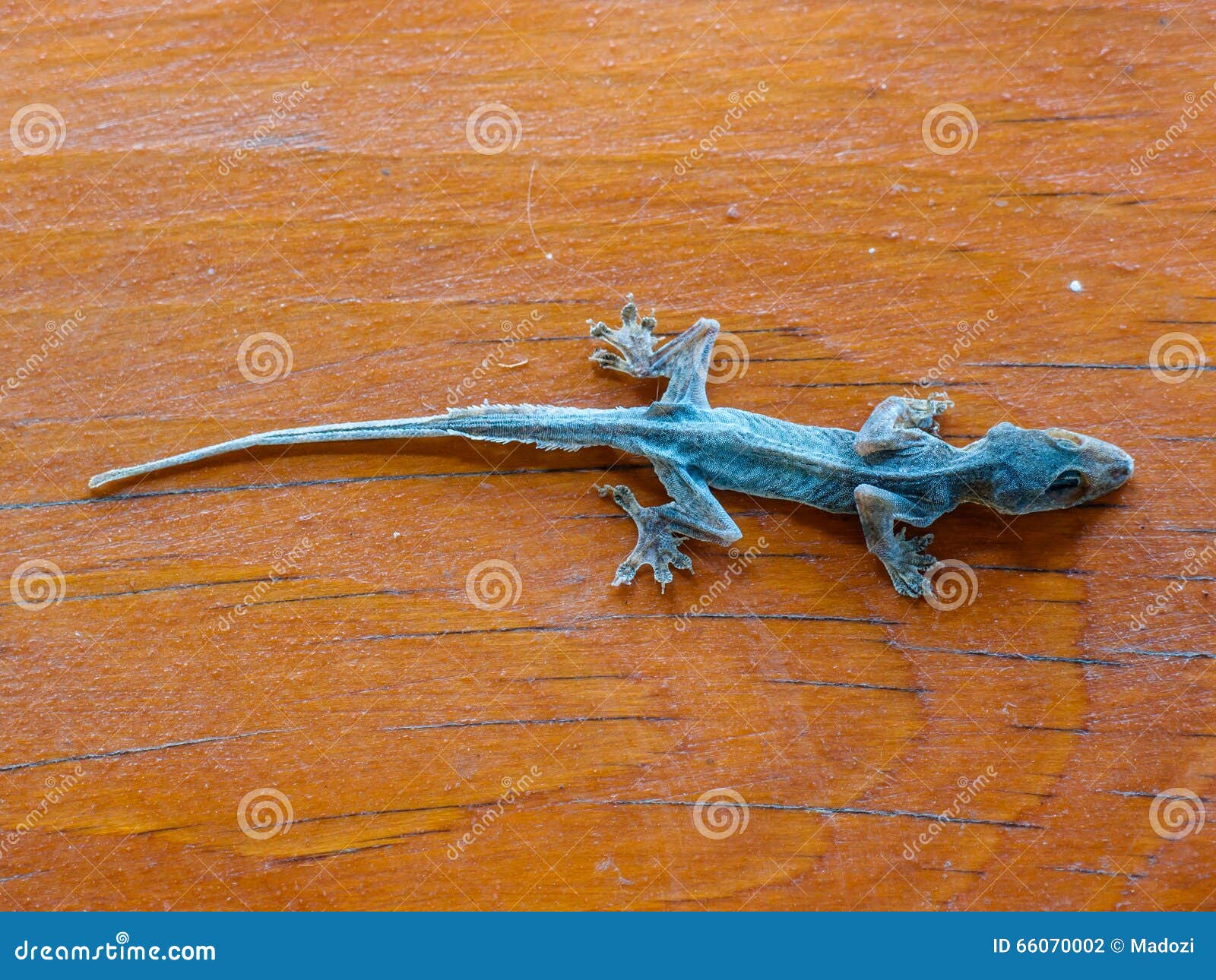 Dried House lizard stock photo. Image of fauna, curious - 66070002