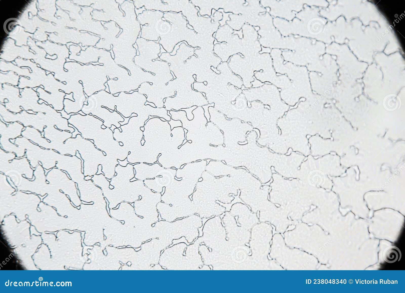 Dried Human Texture Under a Light Microscope, Magnification 40 Times ...