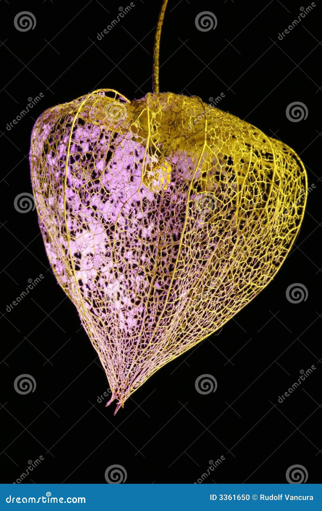 Dried husk of fruit stock photo. Image of natural, hollow - 3361650