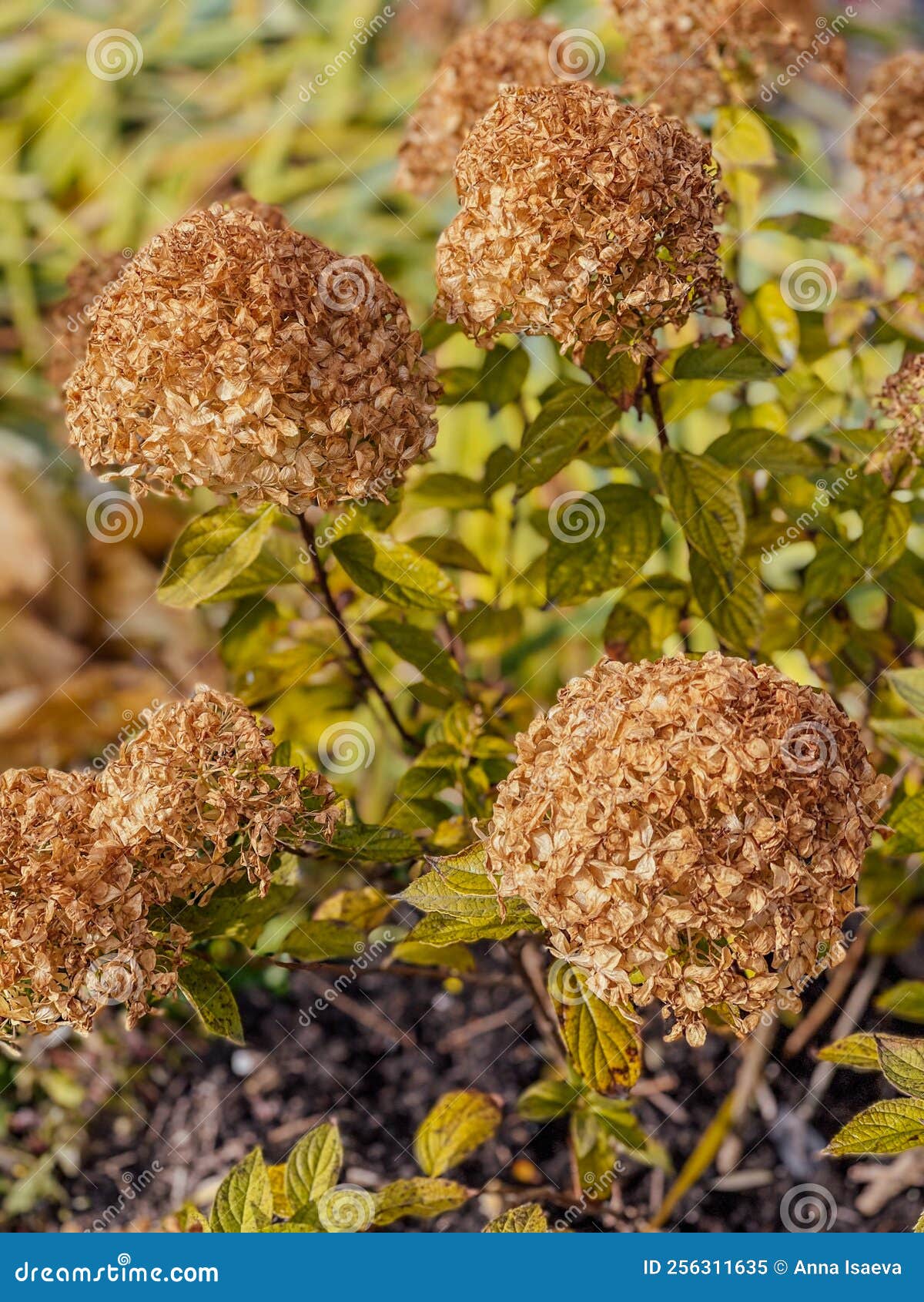 Dried hydrangea bush stock image. Image of crop, soil - 256311635