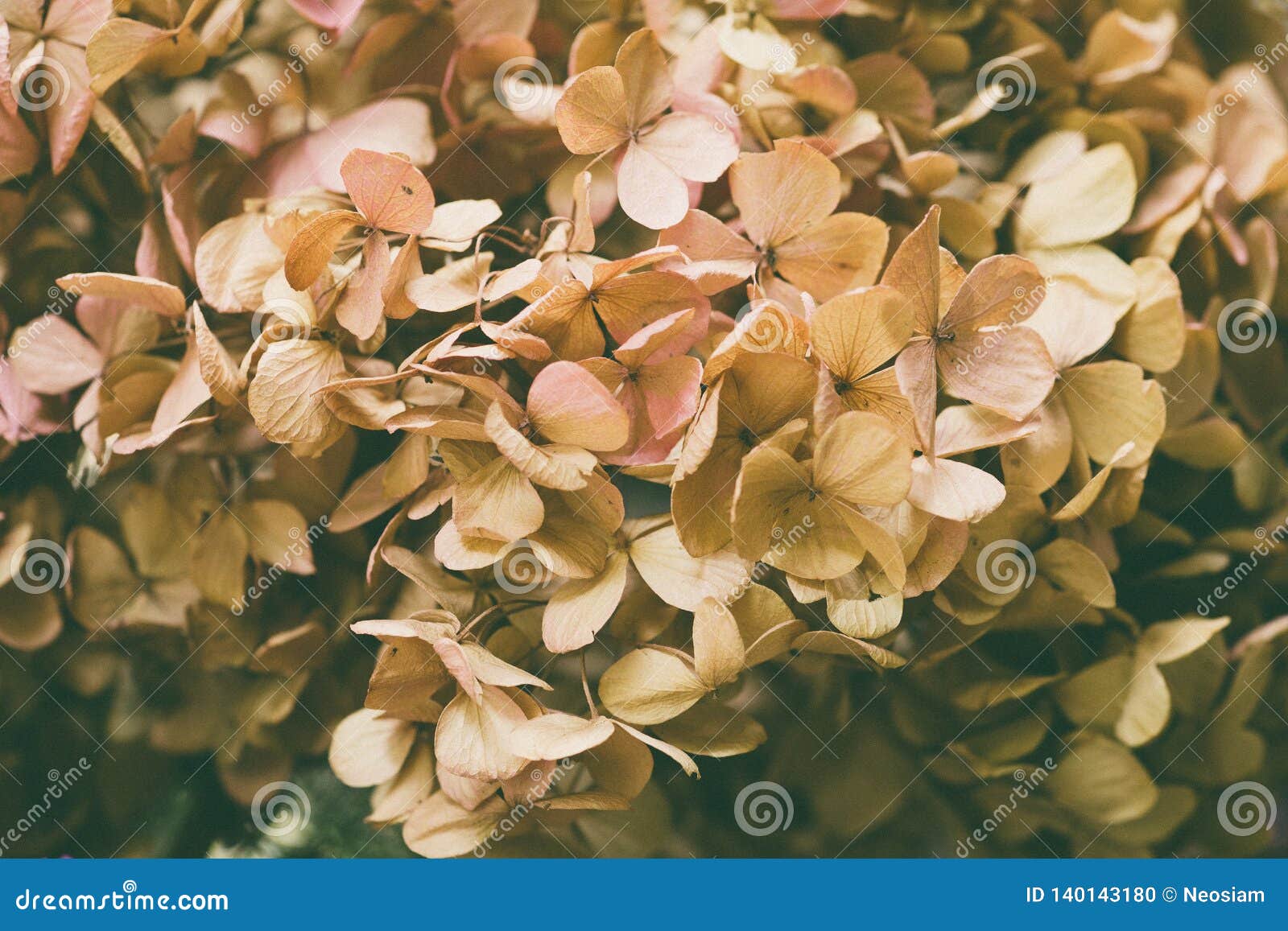 Dried hydrangea flower stock photo. Image of colorful - 140143180