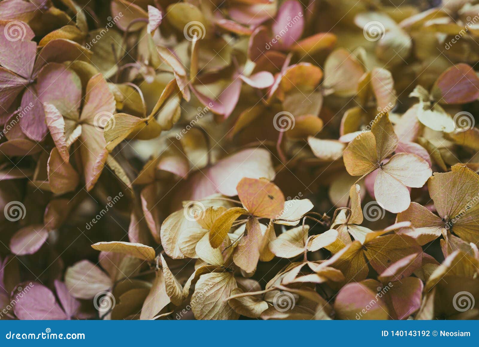 Dried hydrangea flower stock photo. Image of flora, closeup - 140143192