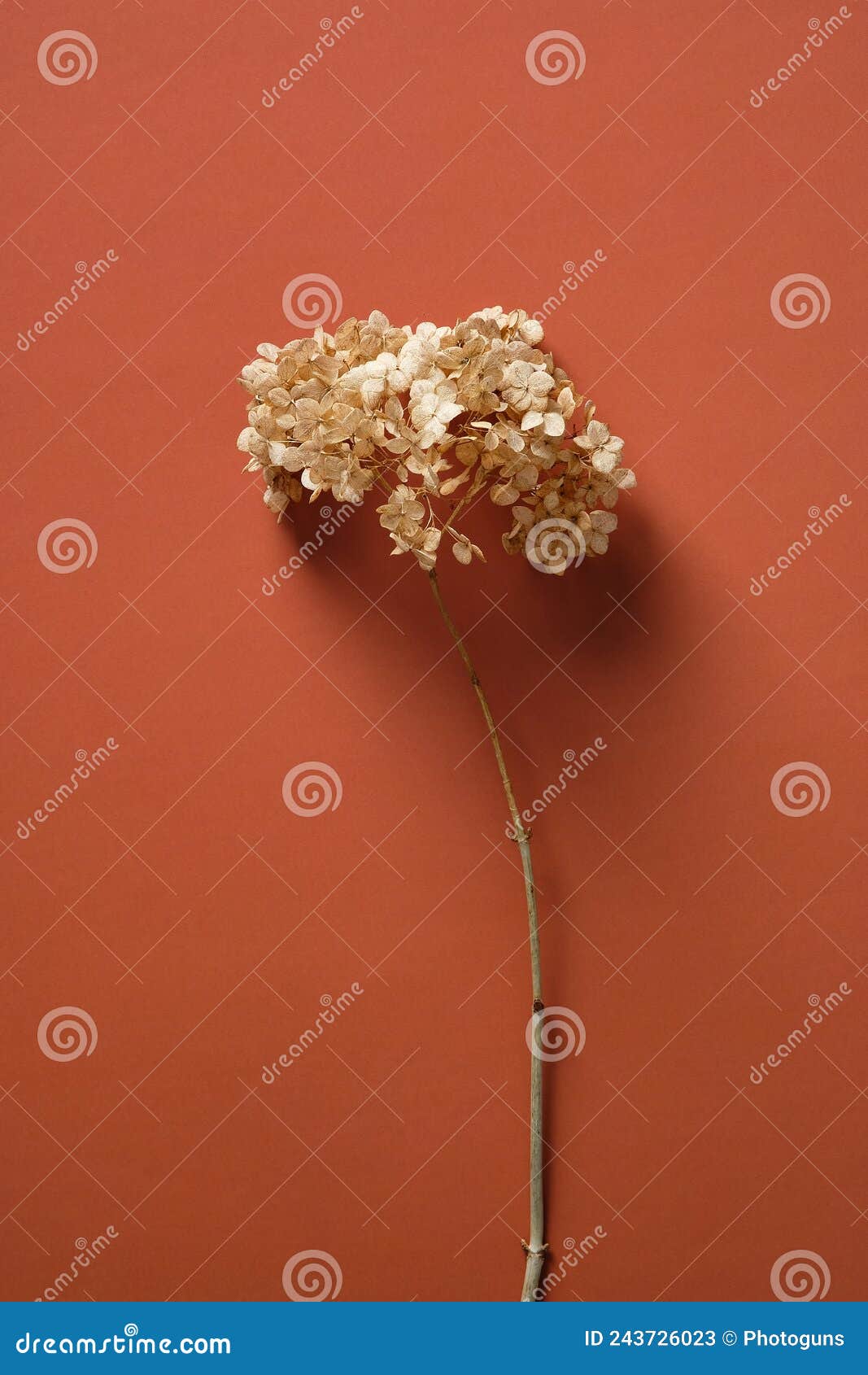 Dried Hydrangea Flower on Marsala Color Background. Flat Lay, Top View ...
