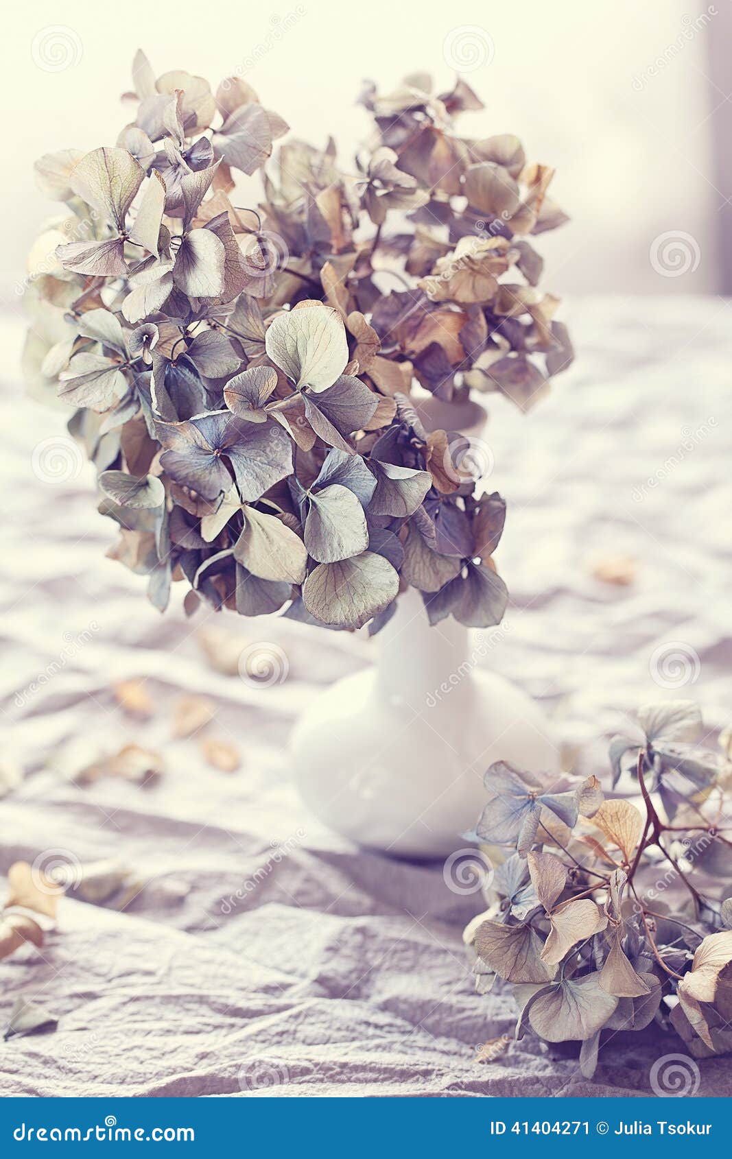 Dried hydrangea flowers stock image. Image of pitcher - 41404271