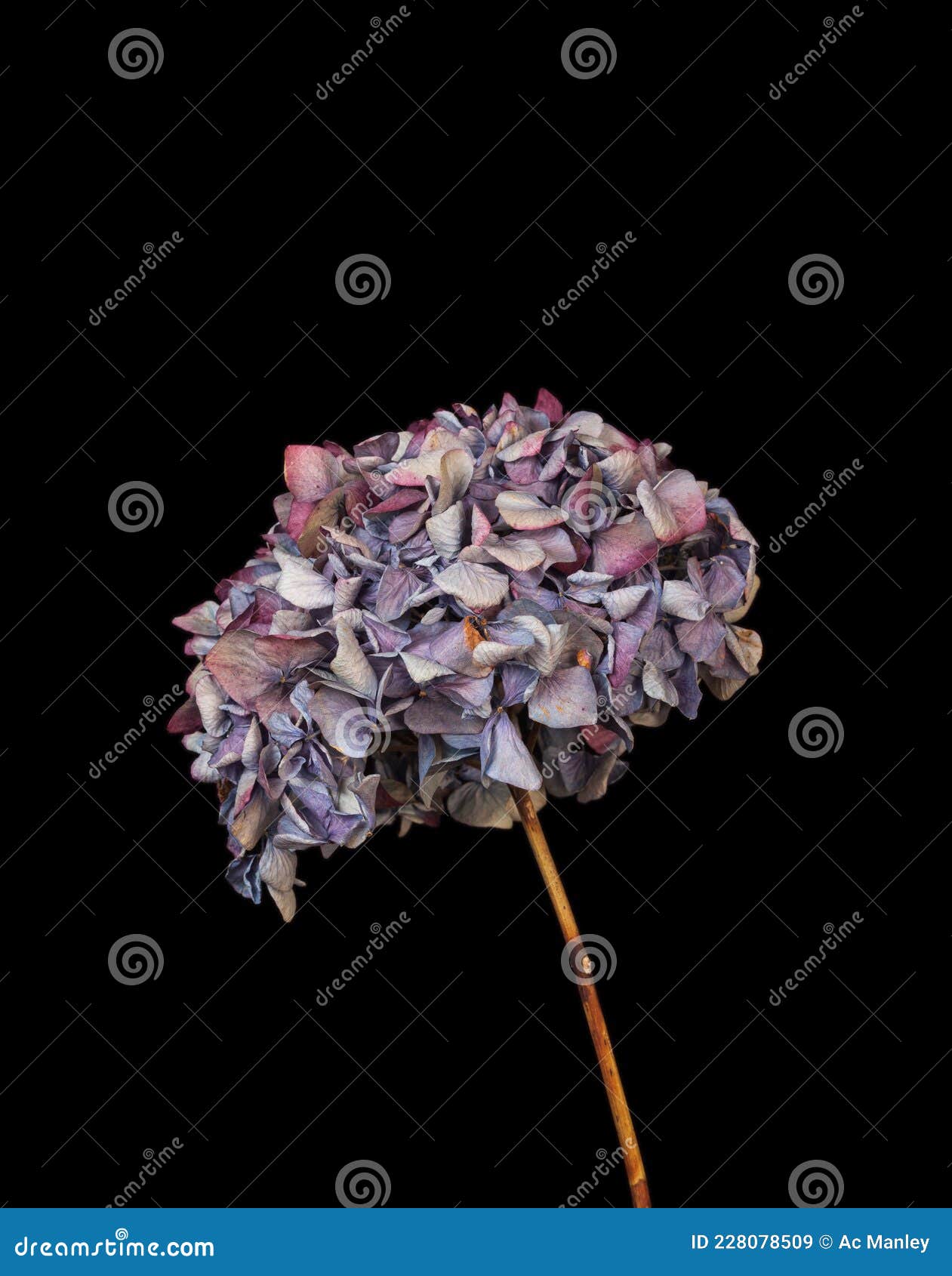 Sepal-Hydrangea Macrophylla Thunb. Ser. Stock Image | CartoonDealer.com ...