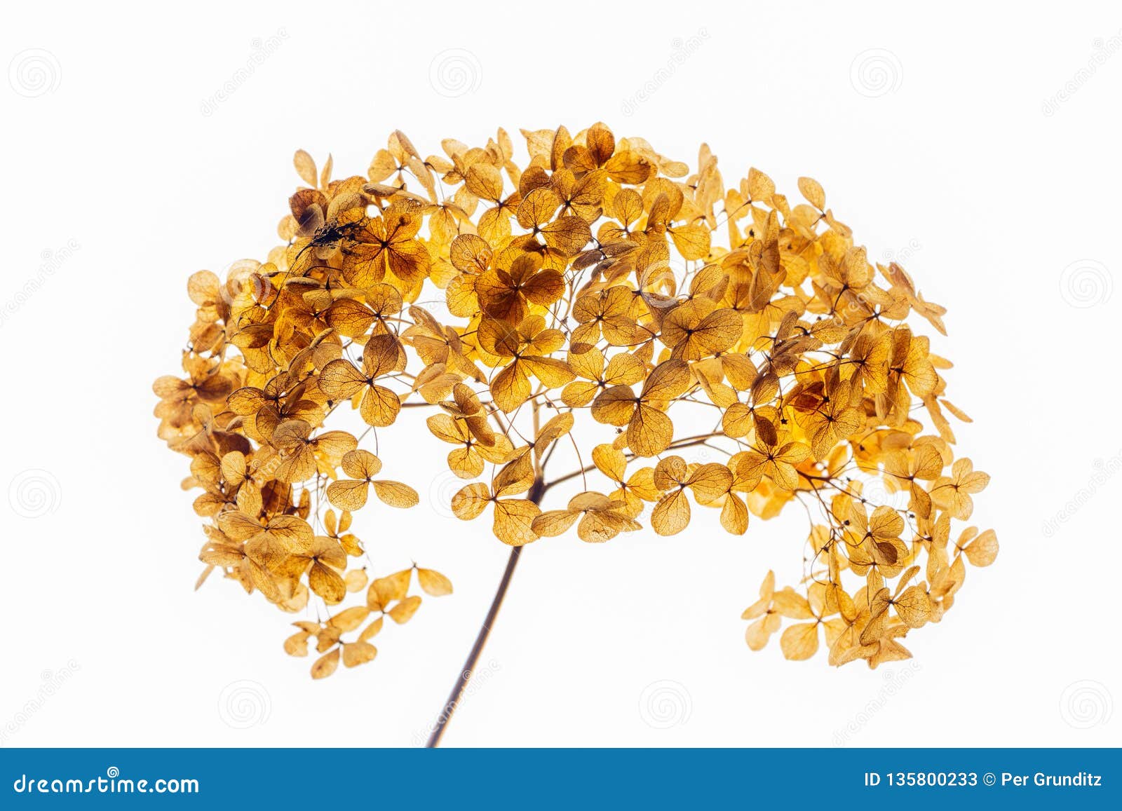 Dried Hydrangea Isolated on White Background Stock Image - Image of ...