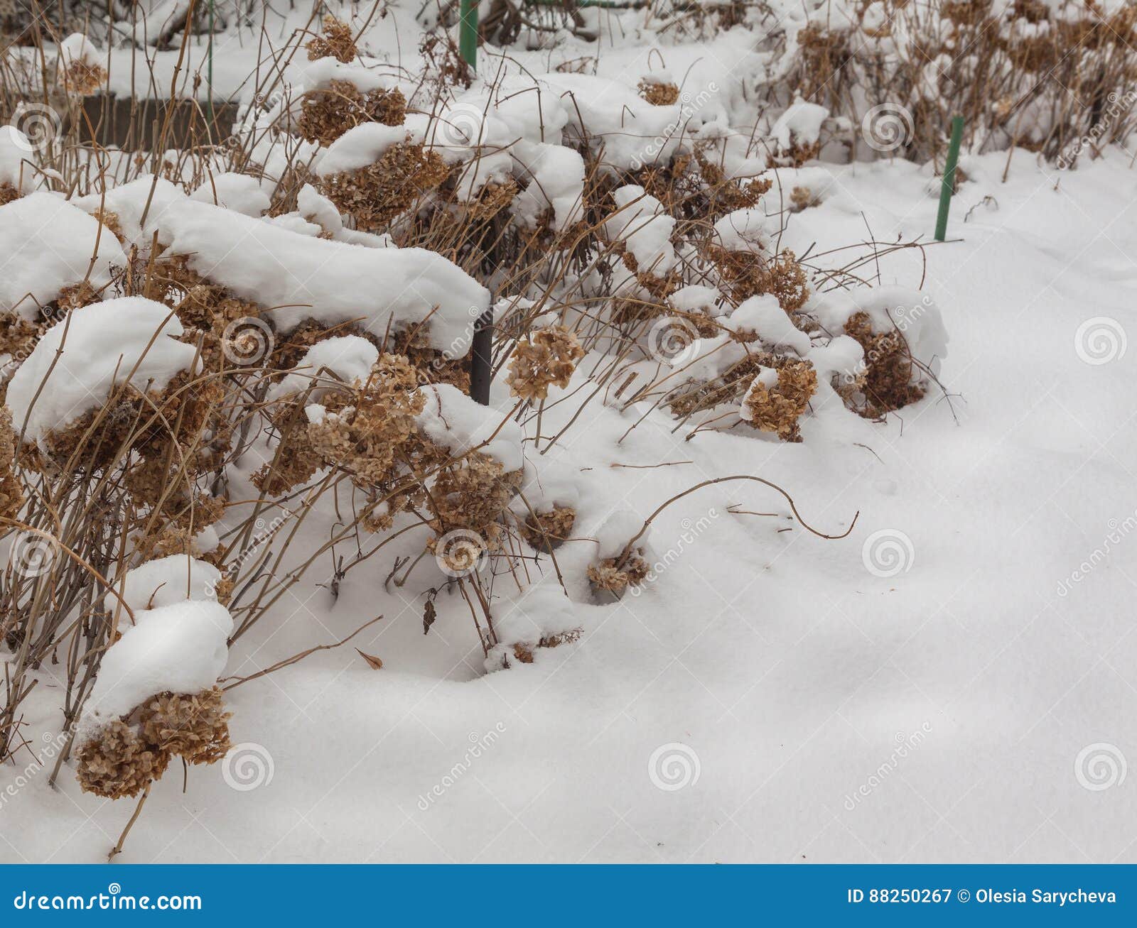Dried Hydrangea Tree Blossoms in the Winter Stock Image - Image of cold ...