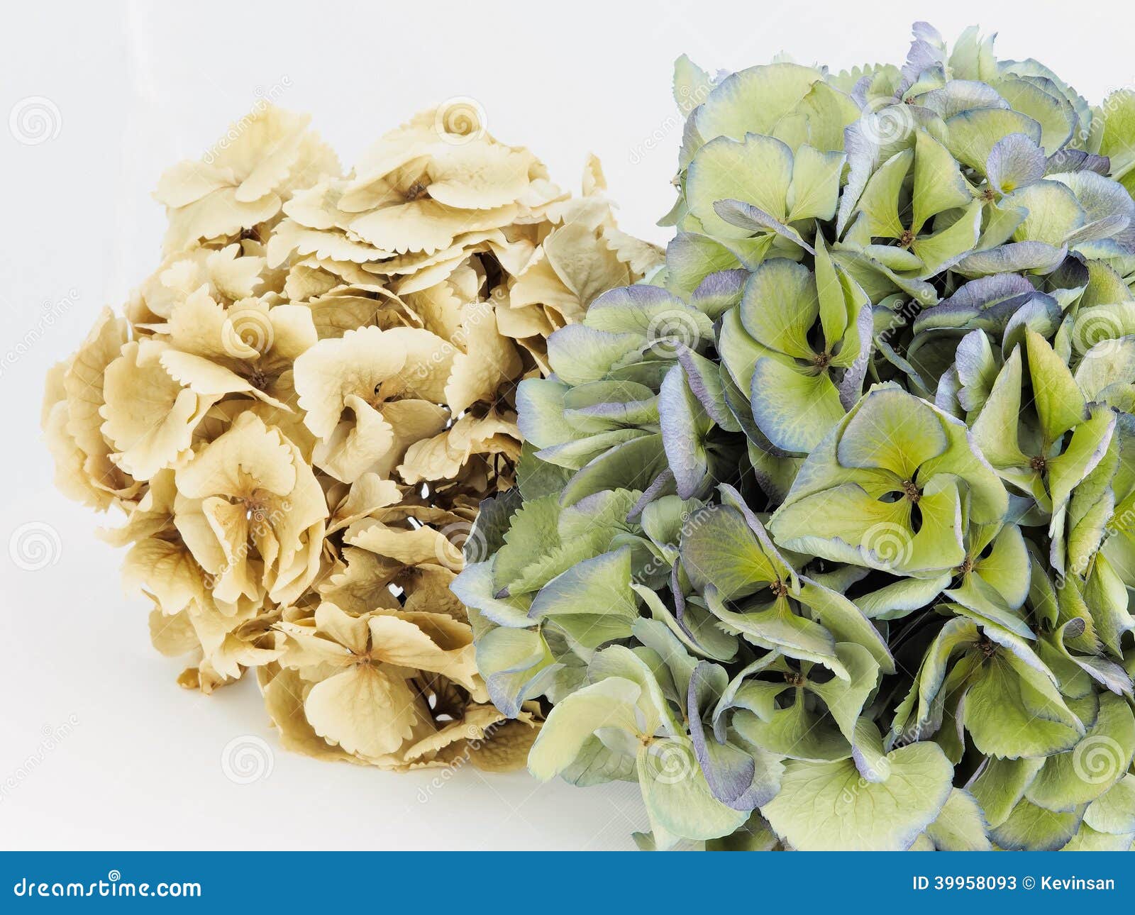 Dried hydrangeas stock image. Image of floral, beauty - 39958093