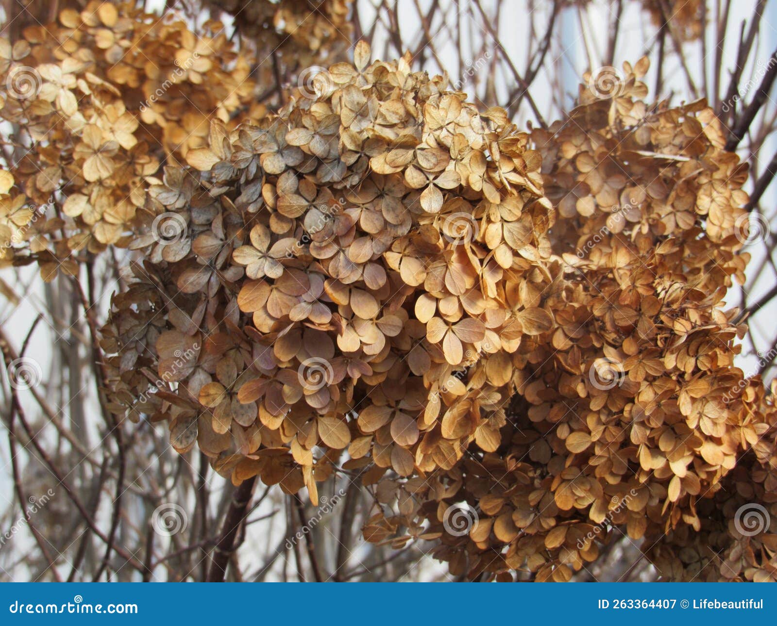 Dried hydrangeas stock image. Image of soil, beautiful - 263364407