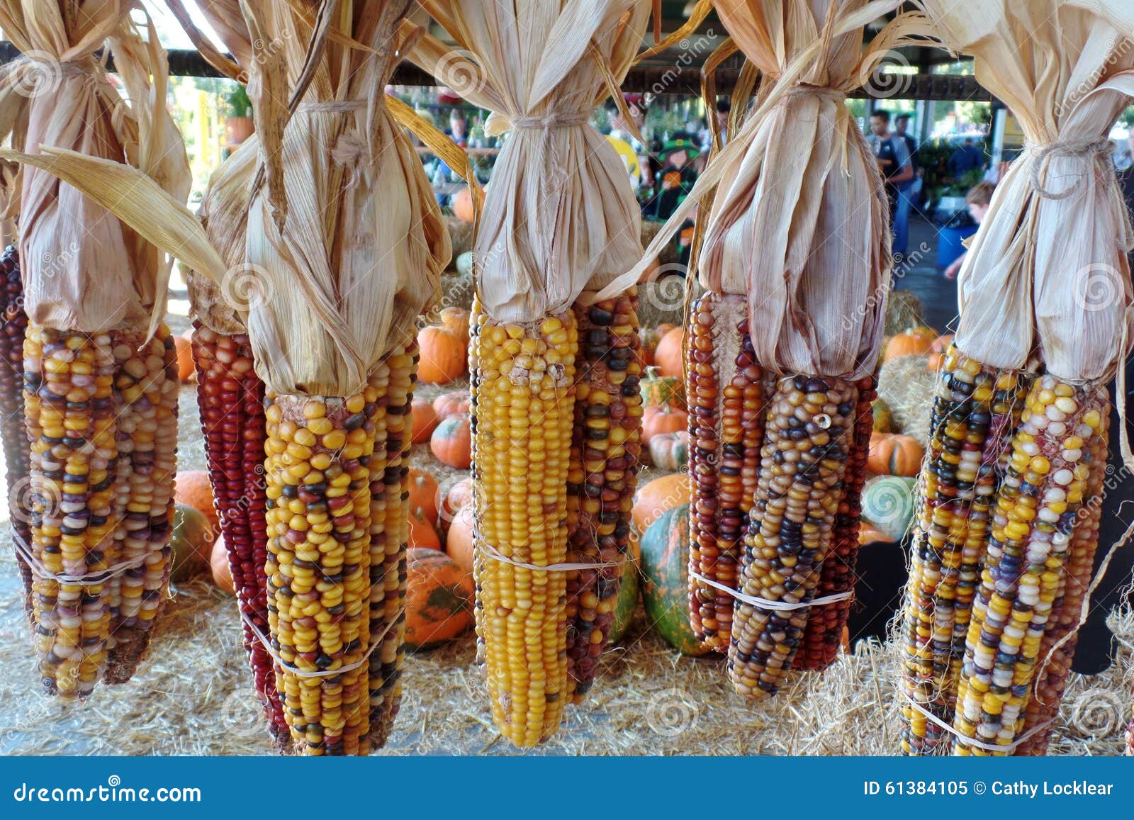 Dried Indian corn stock image. Image of kernals, fall - 61384105