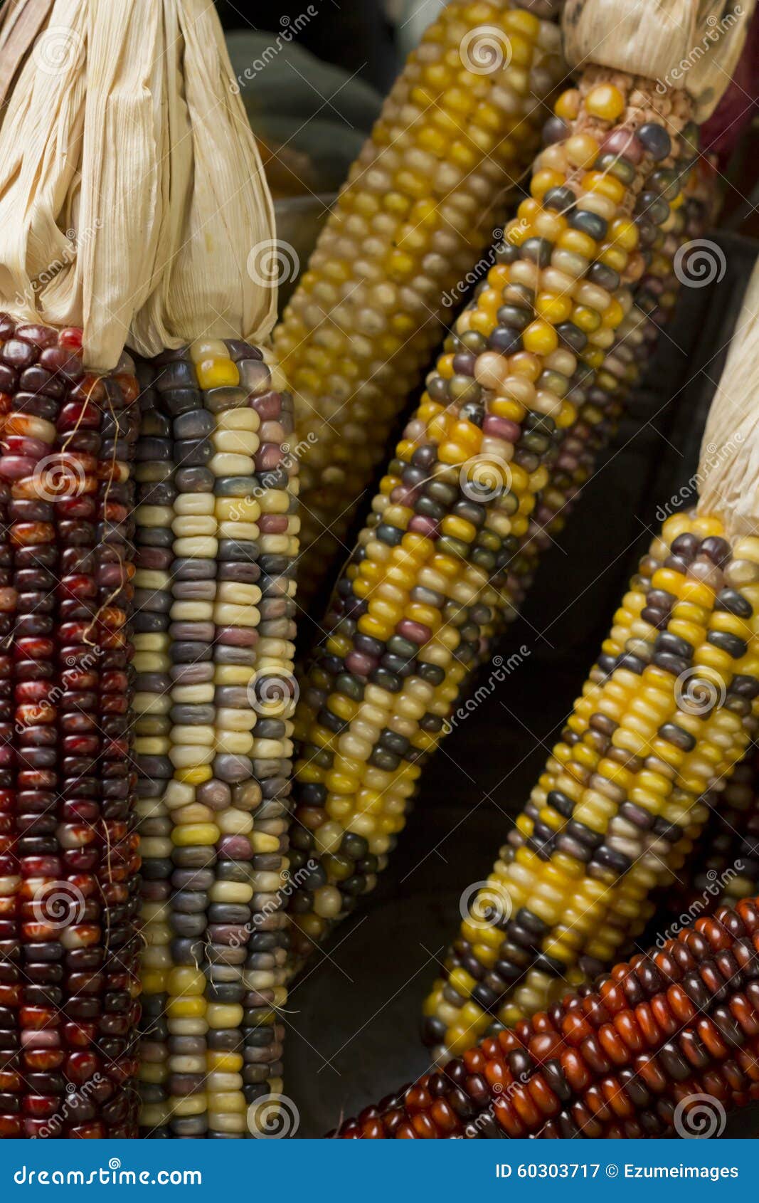 Dried Indian Corn stock image. Image of multicolored - 60303717