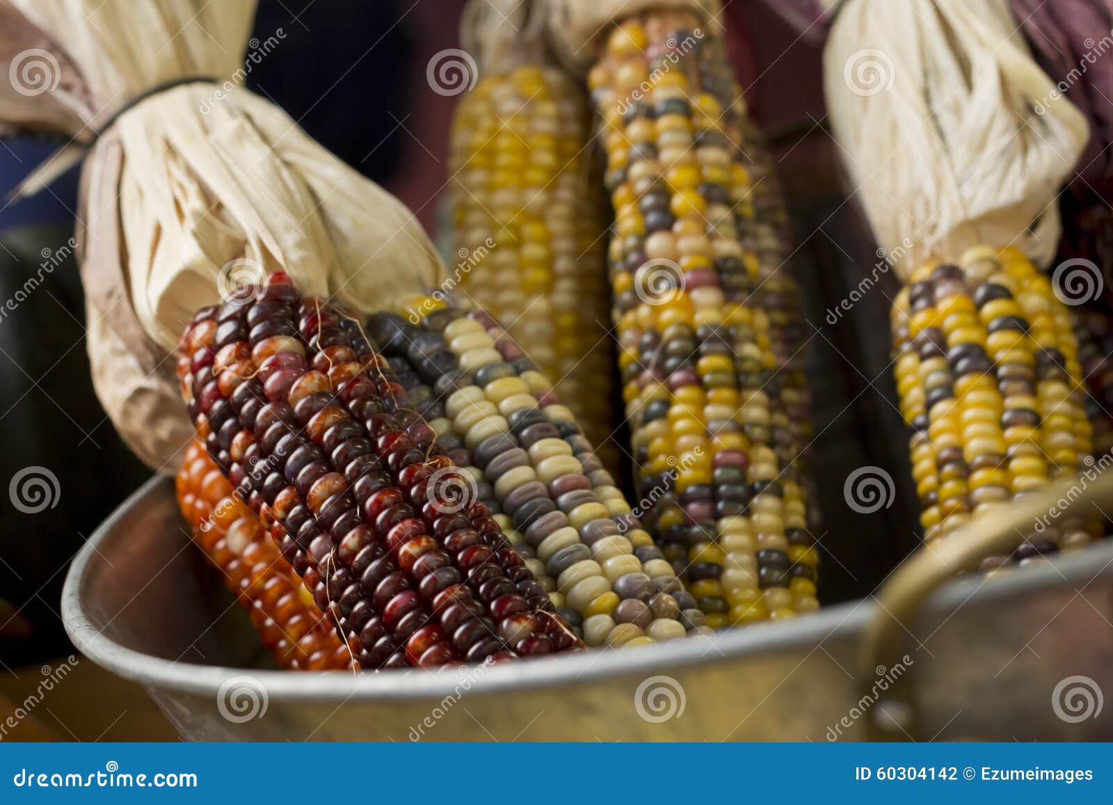 Dried Indian Corn stock photo. Image of husk, multicolored - 60304142