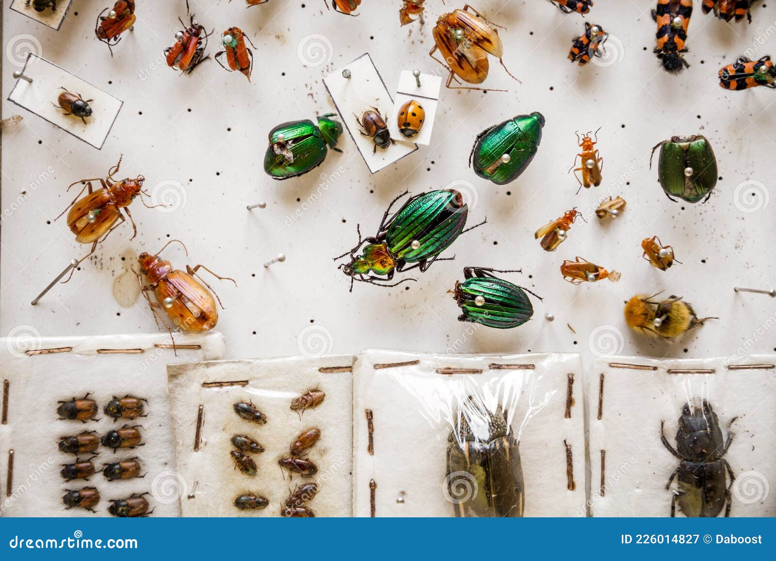 Dried insects collection stock image. Image of entomology - 226014827