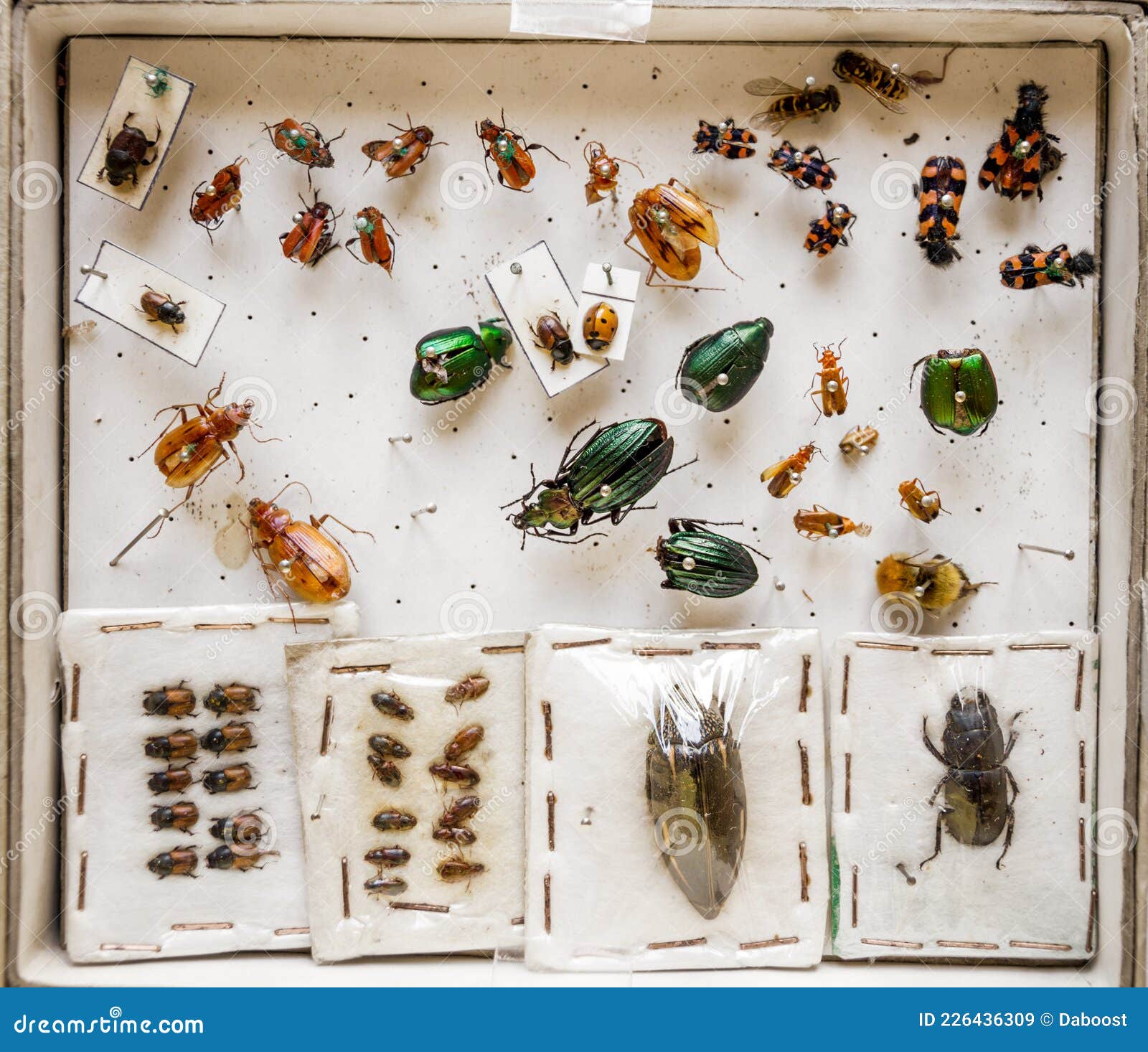 Dried insects collection stock image. Image of macro - 226436309
