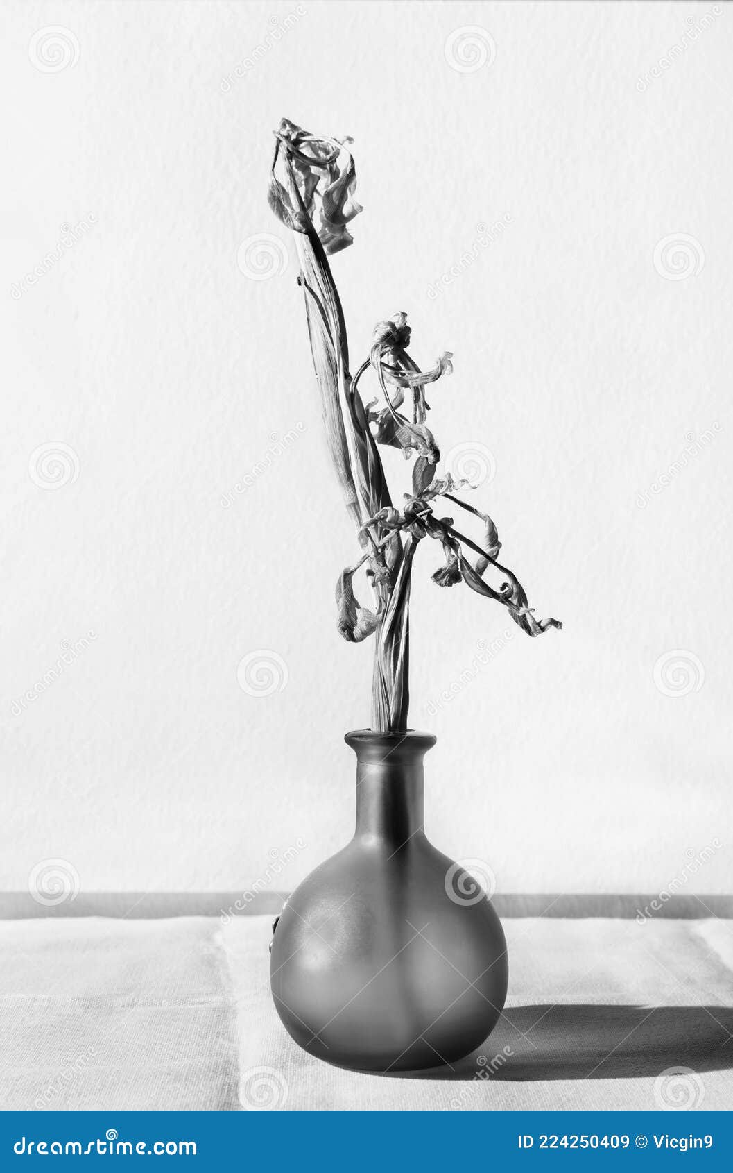 Dried iris flowers in vase stock image. Image of background - 224250409