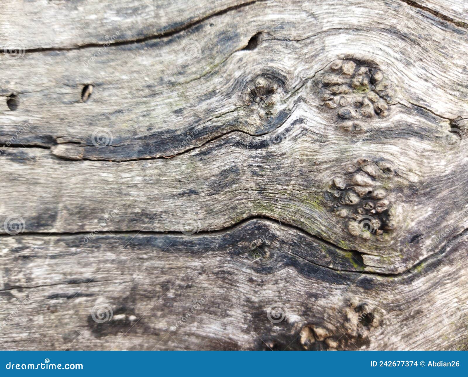 Dried Jackfruit Wood Texture Stock Photo - Image of trunk, branch ...