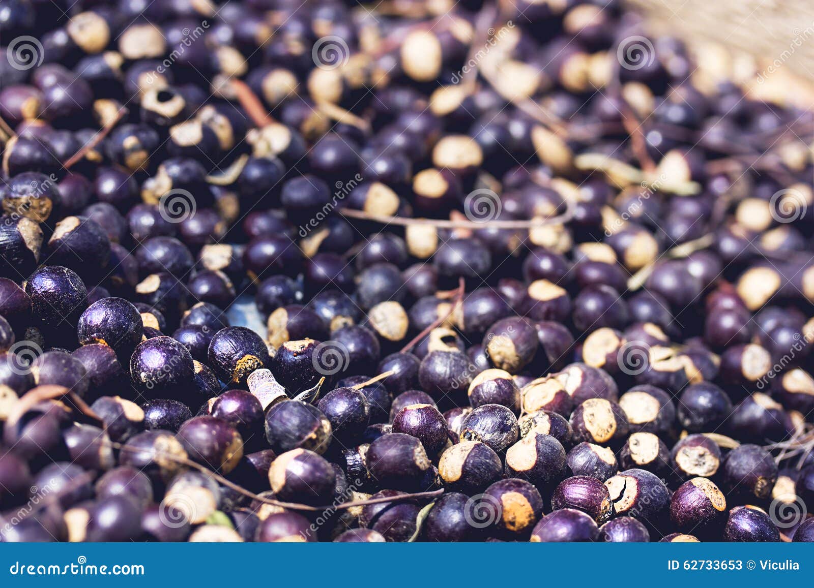 Dried Juniper Berries stock image. Image of food, cone - 62733653