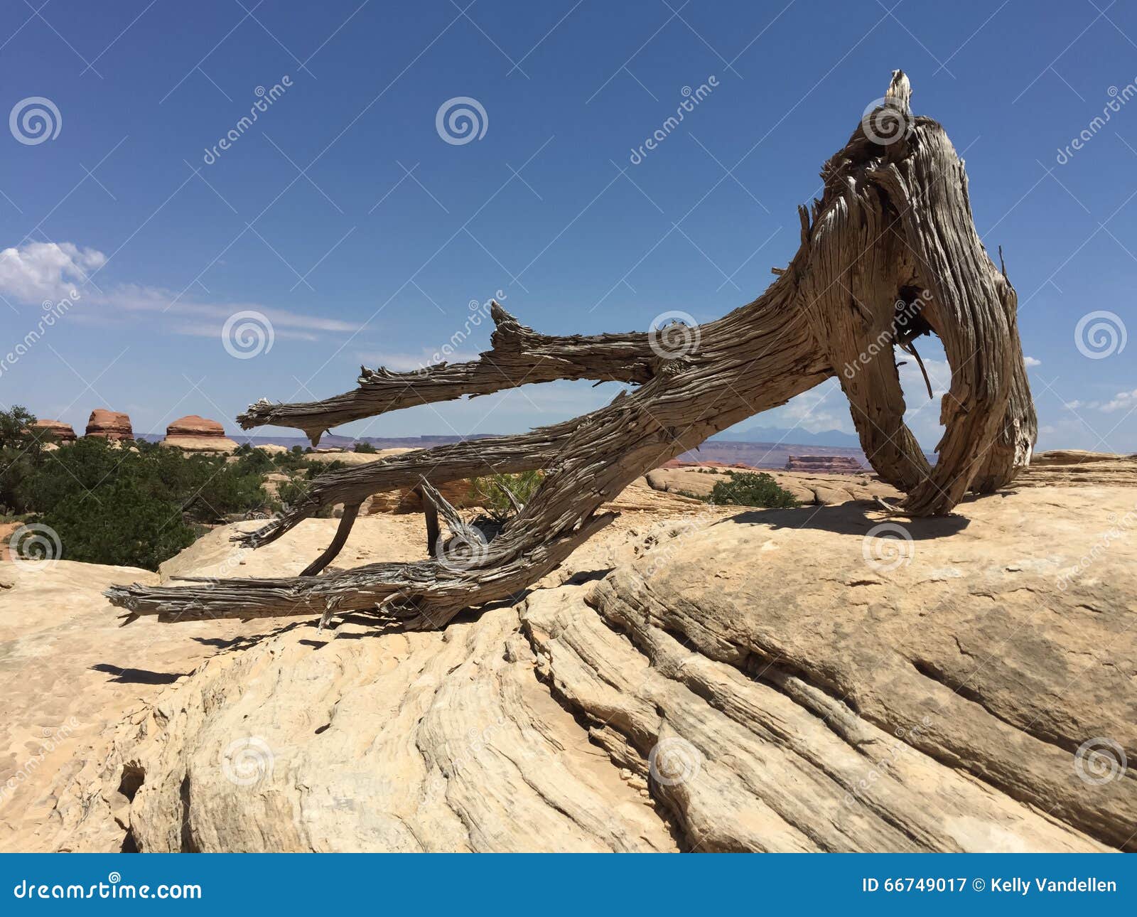 Dried Juniper Stone Desert Stock Photos - Free & Royalty-Free Stock ...