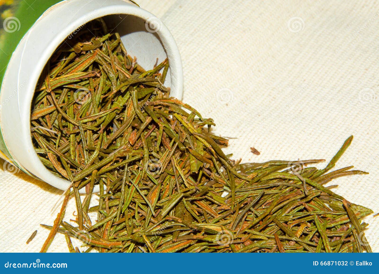 The Dried Labrador Tea Closeup Stock Photo - Image of leaf, wild: 66871032