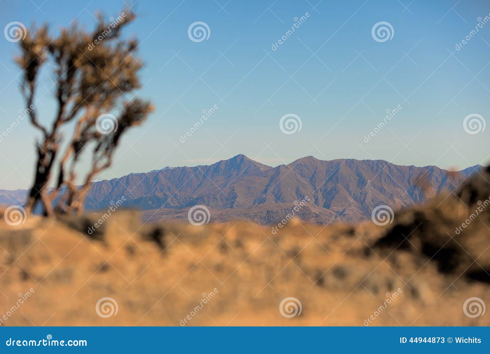 Dried land with dying tree stock image. Image of plant - 44944873