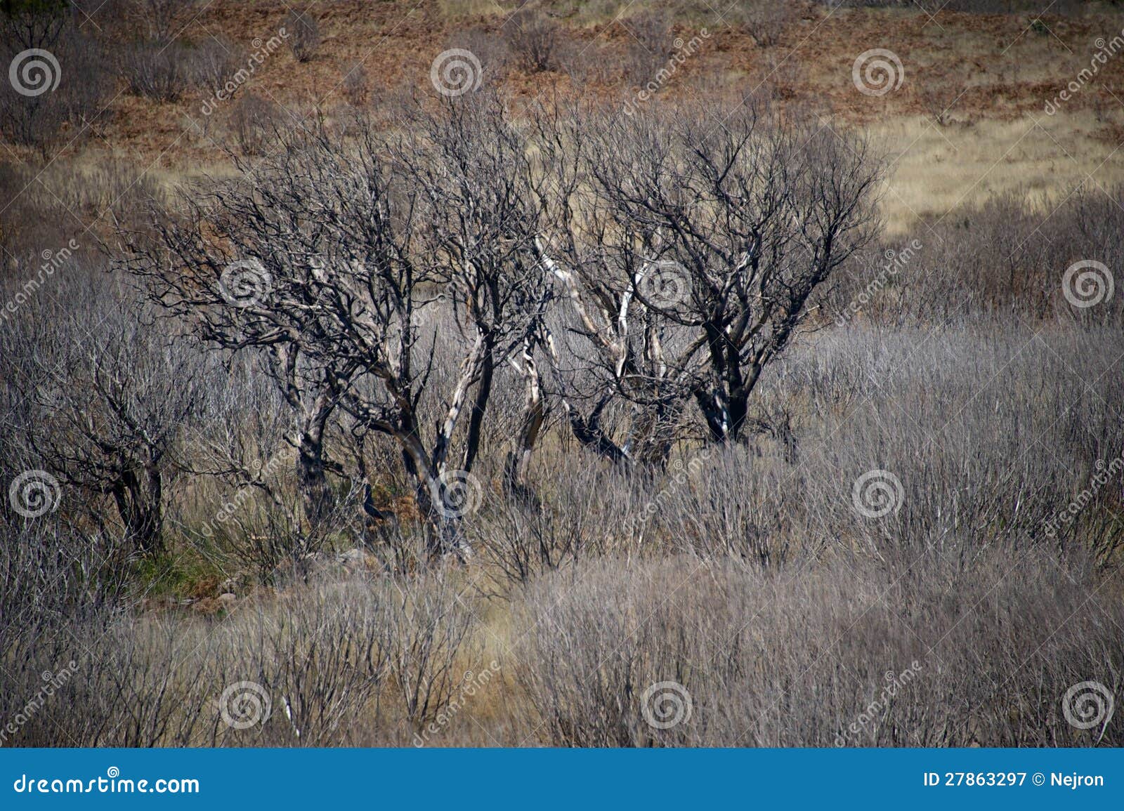 Dried landscape stock image. Image of dehydration, dead - 27863297