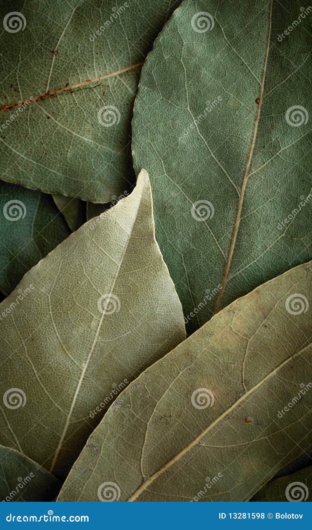 Dried Laurel Leaf Background Stock Photo - Image of vegetarian, tree ...