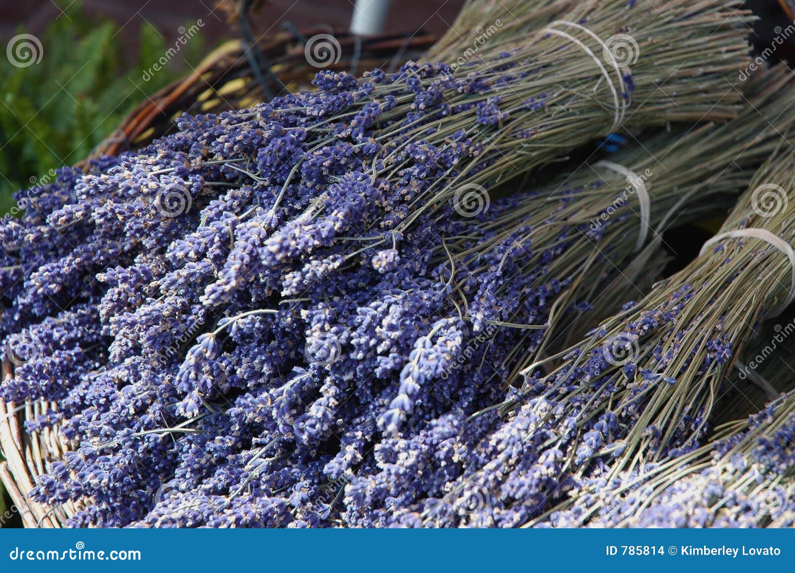 Dried Lavendar stock photo. Image of france, flowers, dried - 785814