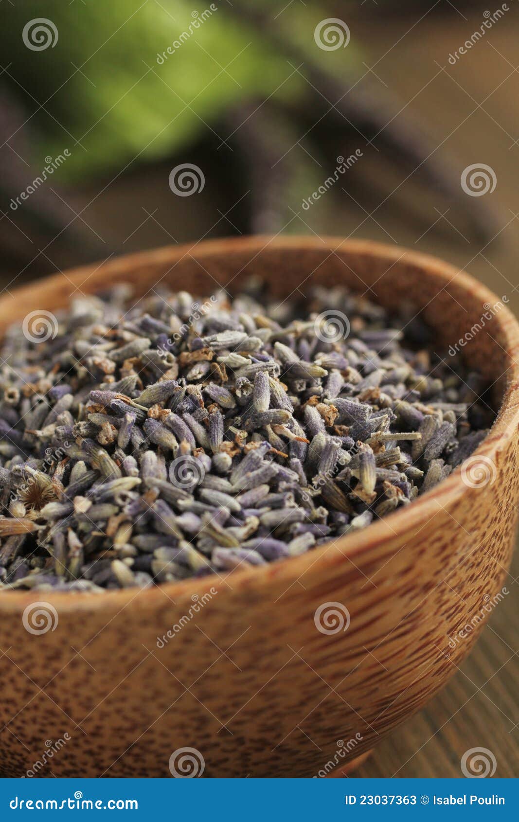 Dried lavender stock image. Image of medicine, fragrance - 23037363