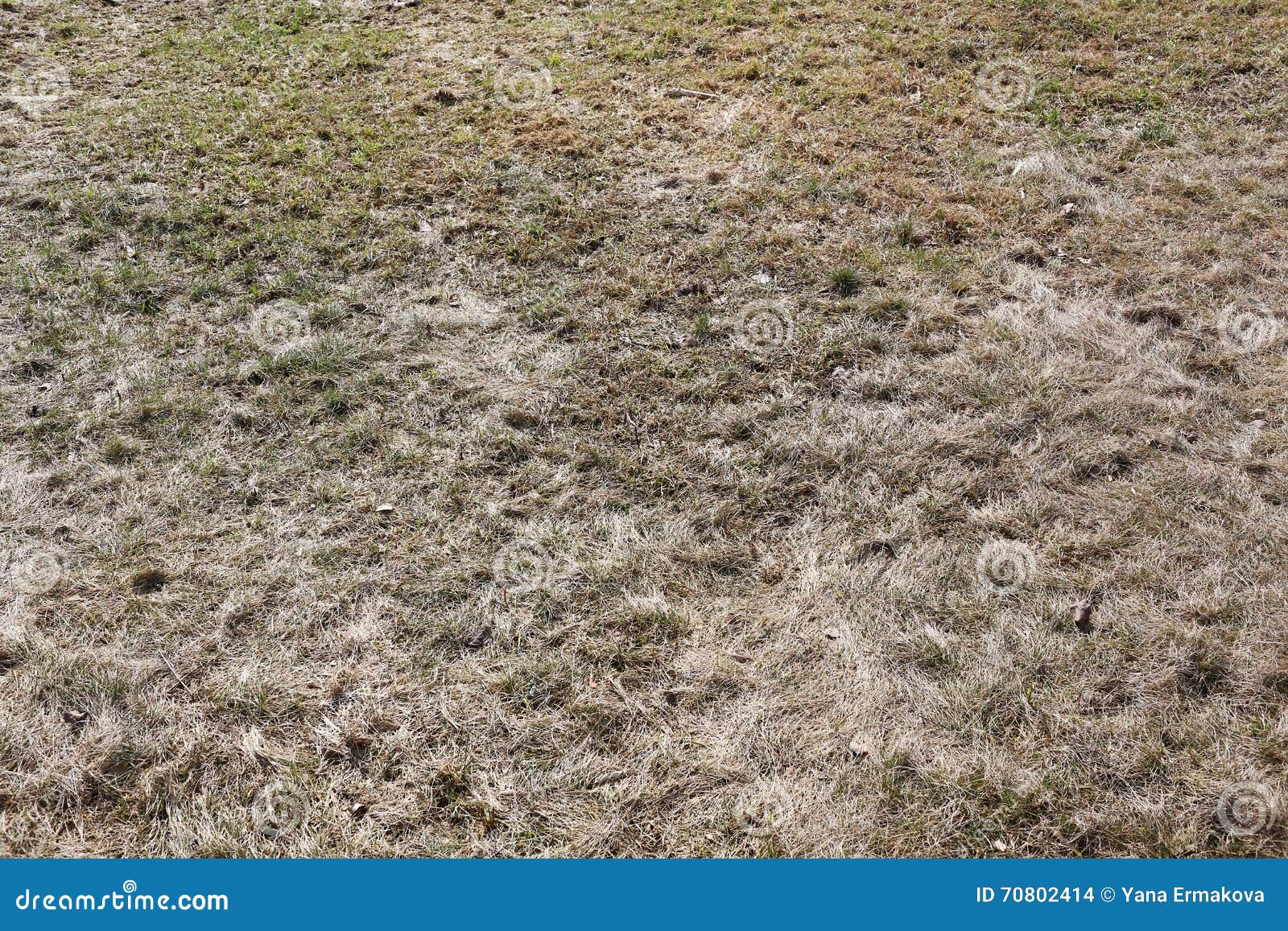 Dried lawn stock photo. Image of meadow, weed, field - 70802414
