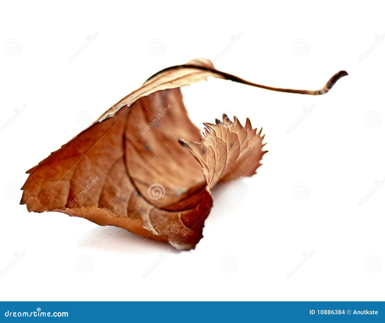 Dried leaf stock photo. Image of brown, leaf, forest - 10886384