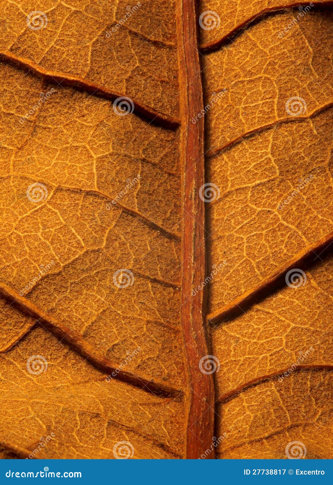 Dried leaf stock image. Image of nature, falling, forest - 27738817