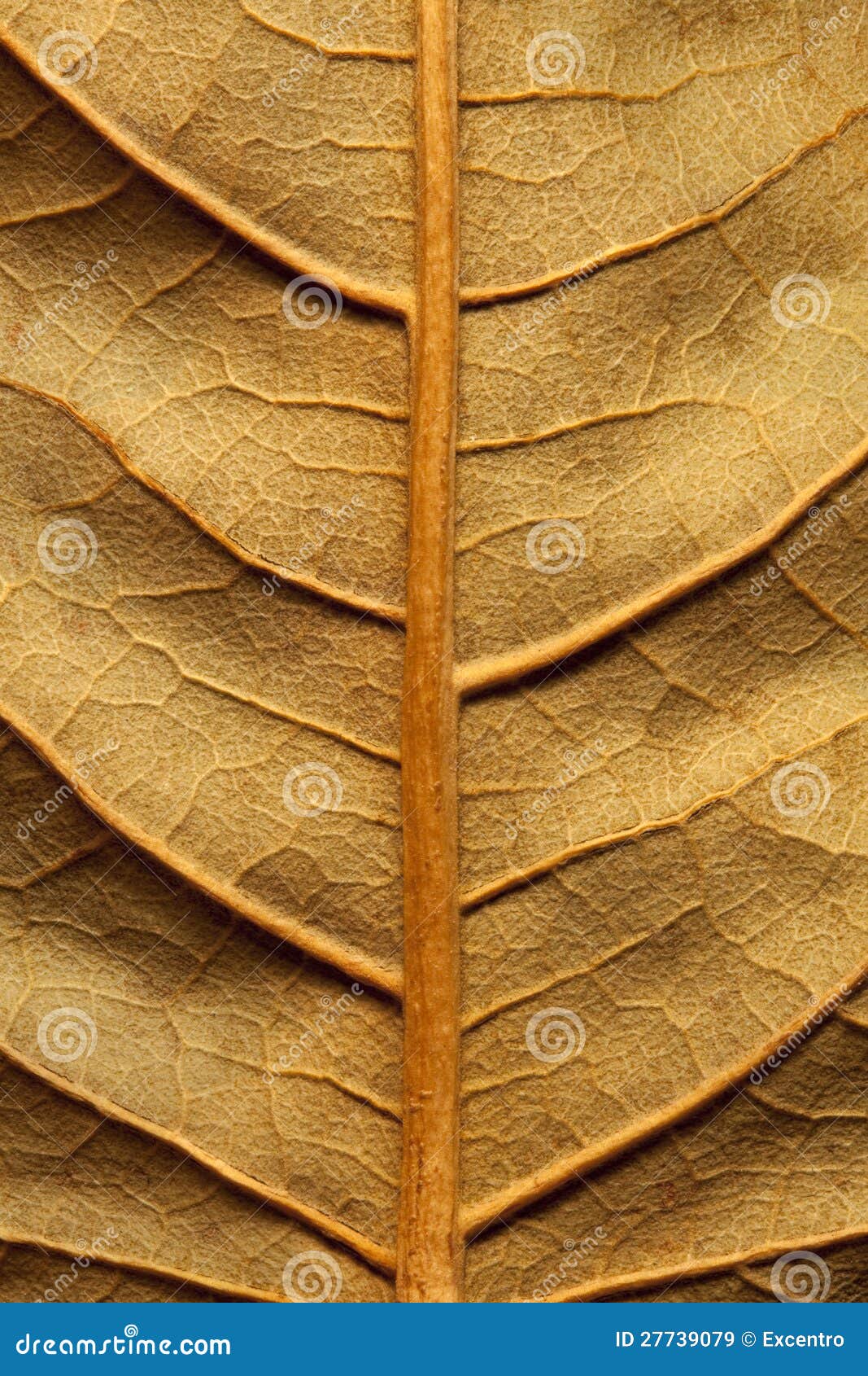 Dried leaf stock image. Image of nature, macro, color - 27739079