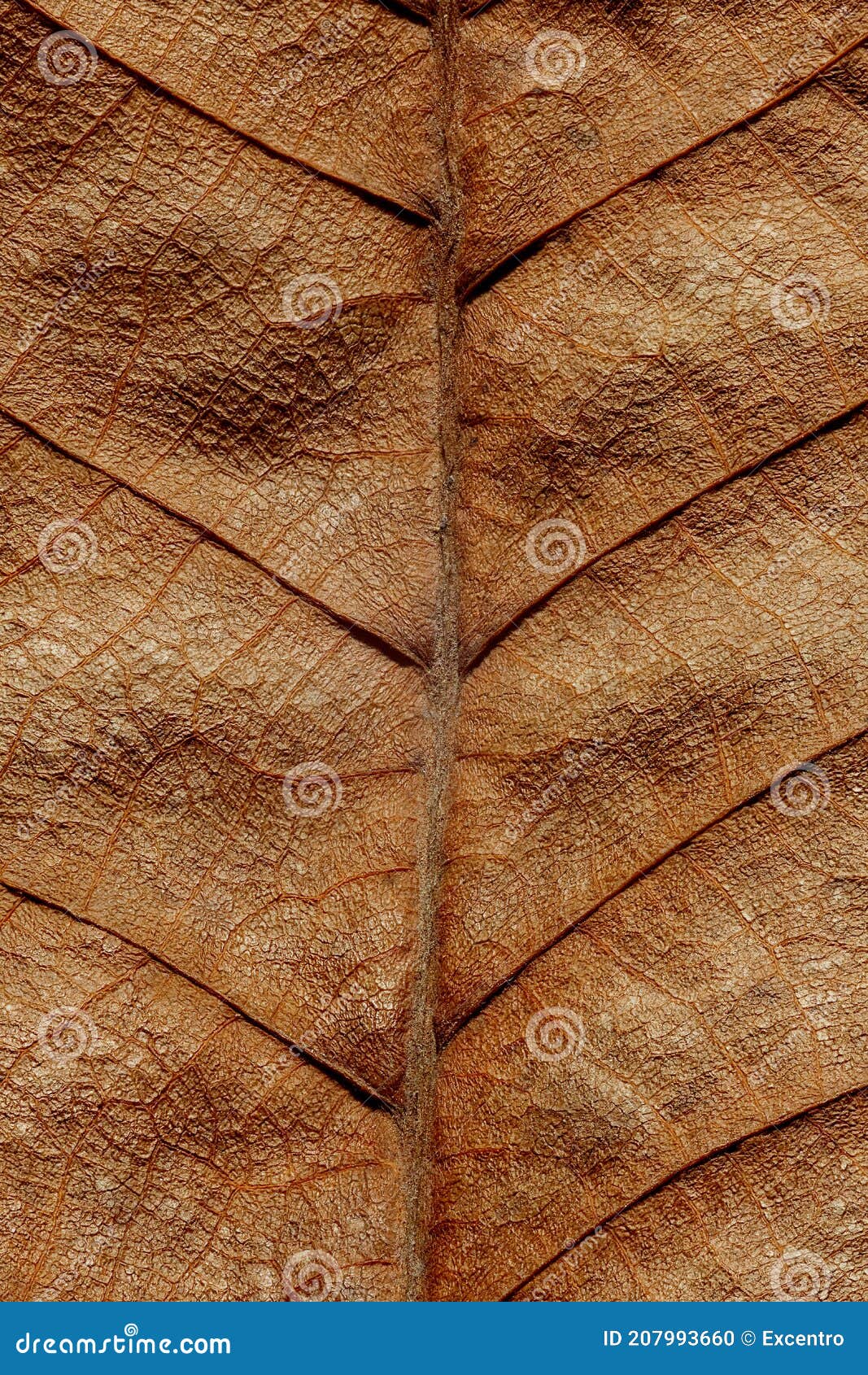Dried leaf stock photo. Image of gold, leaf, falling - 207993660
